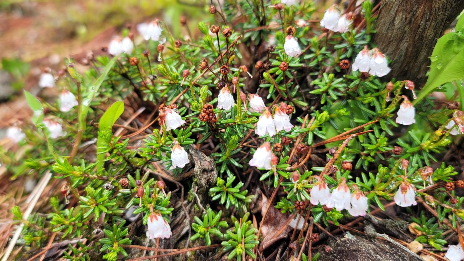 銅山峰のツガザクラ / joさんの東赤石山・西赤石山・物住頭の活動データ | YAMAP / ヤマップ