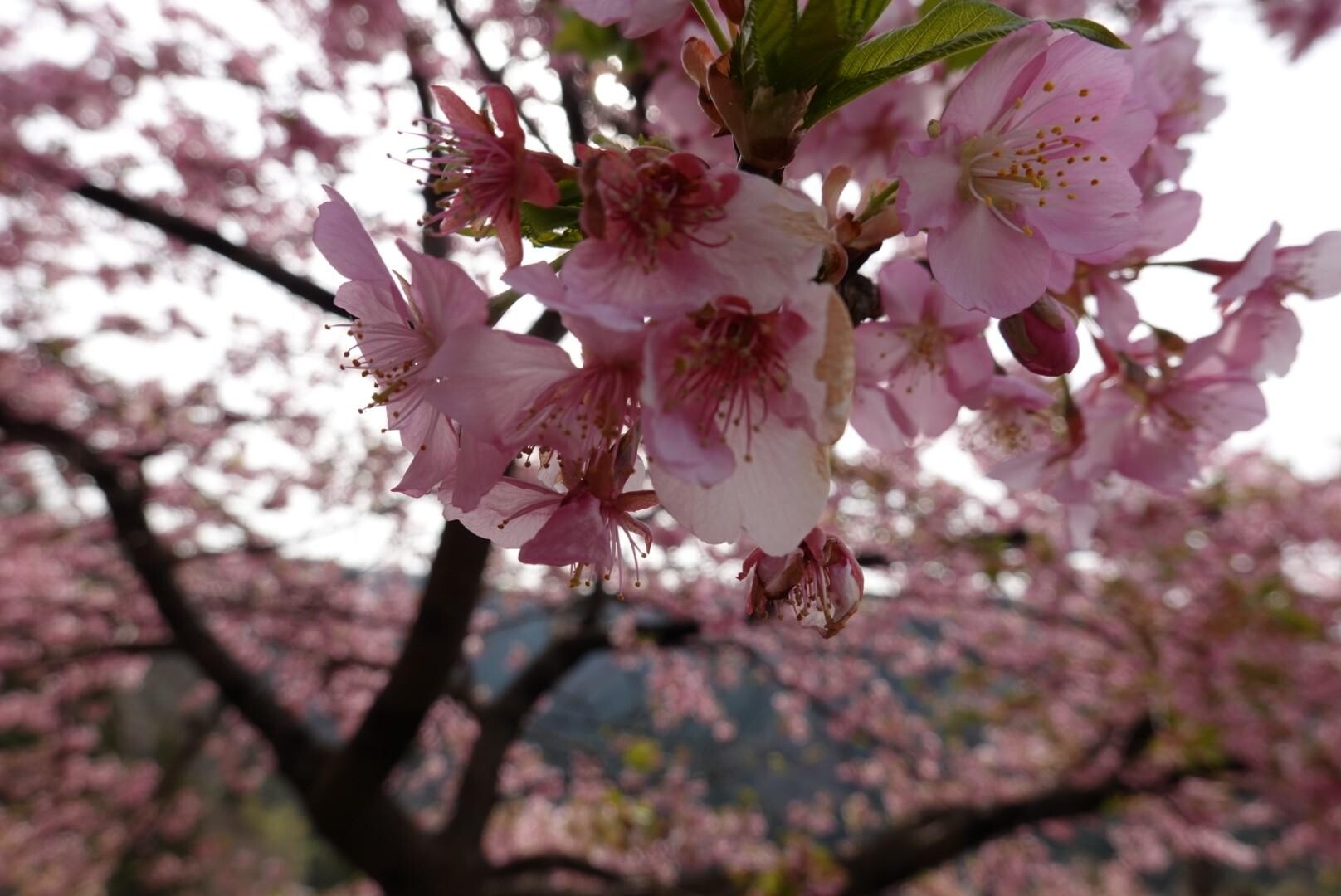 陣馬山ピクニック / ケンイチさんの高尾山・陣馬山・景信山の活動データ | YAMAP / ヤマップ