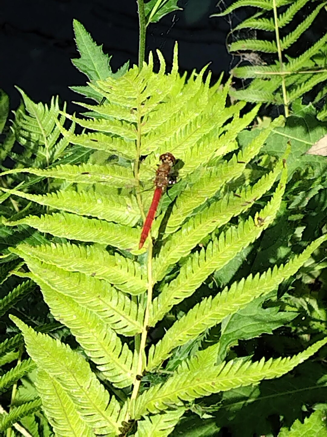 醒ヶ井養鱒場 / CoCoさんのウォーキングの活動データ | YAMAP / ヤマップ