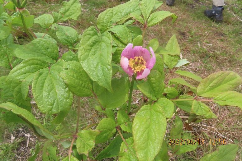 学能堂山 / ss43mさんの三峰山・学能堂山・栗ノ木岳の活動データ | YAMAP / ヤマップ