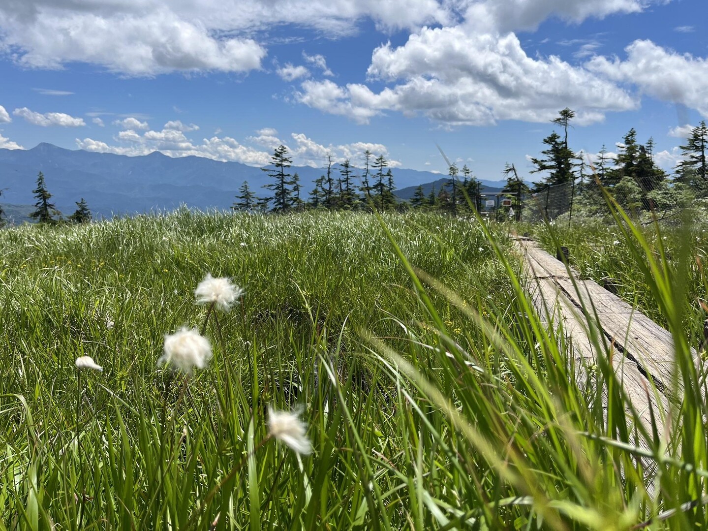 お花がいっぱい至仏山 / ®️ieさんの尾瀬・至仏山・悪沢岳・笠ヶ岳の活動データ | YAMAP / ヤマップ