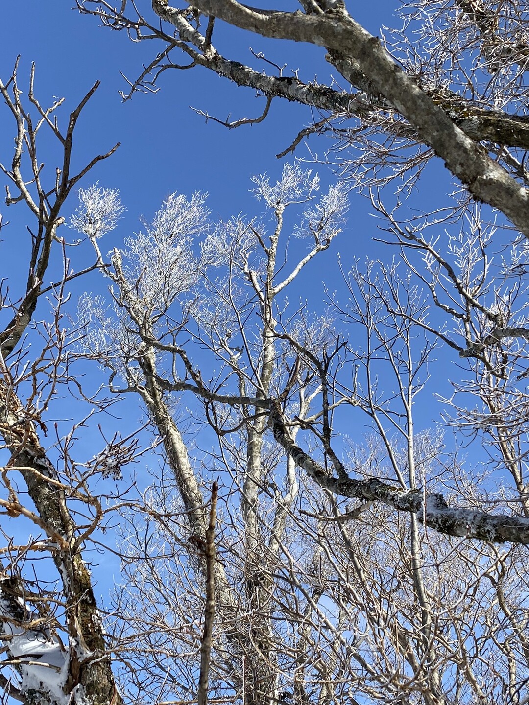 恐羅漢山 / junjunさんの恐羅漢山の活動データ | YAMAP / ヤマップ