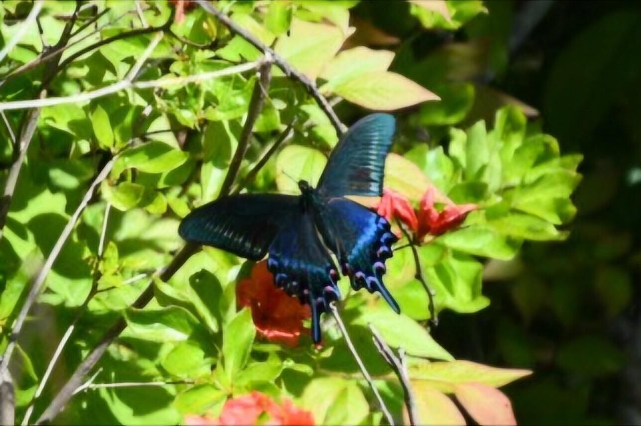 子檀嶺岳 / take2さんの子檀嶺岳・岩井堂山の活動データ | YAMAP / ヤマップ