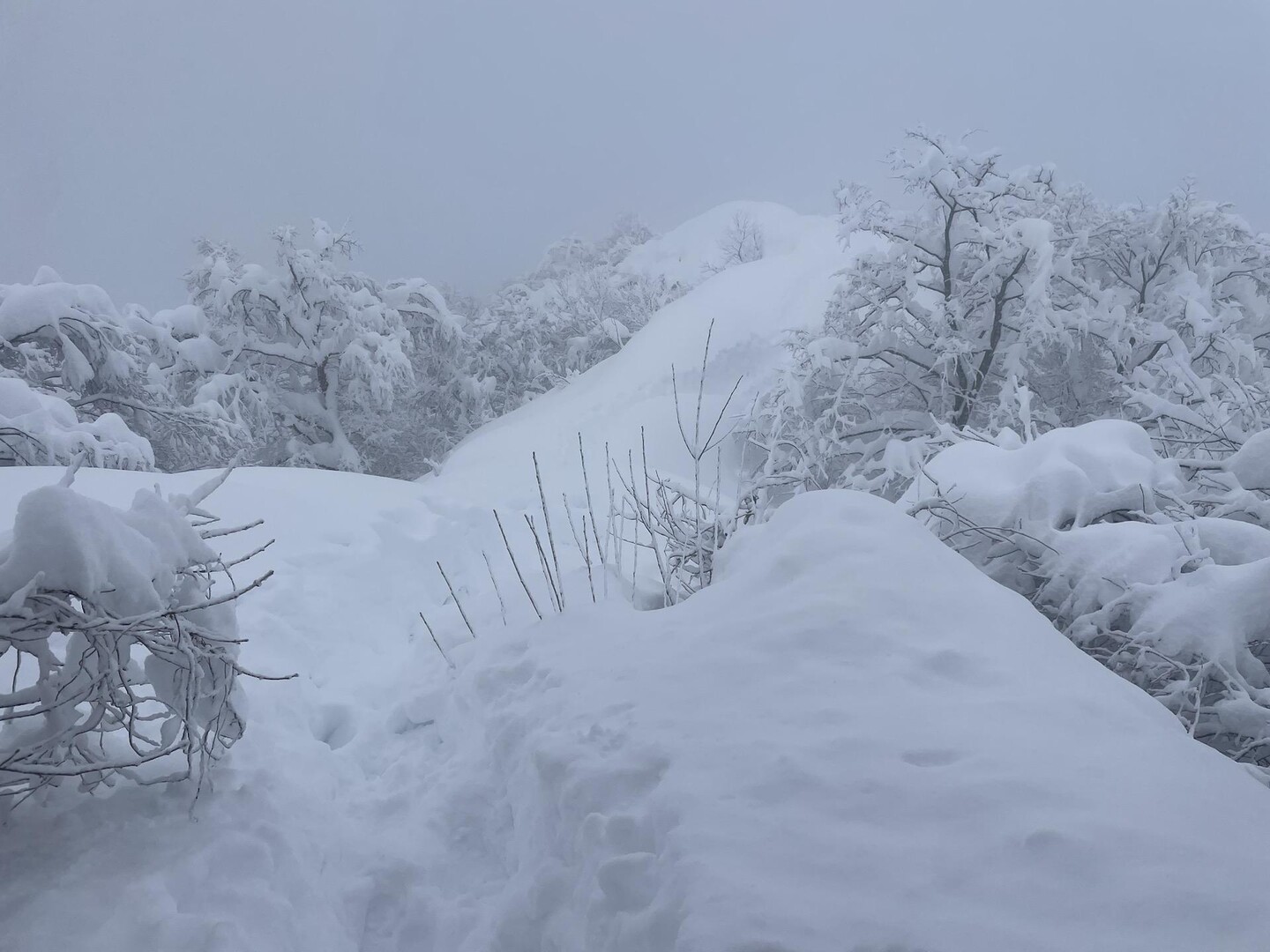 坂戸山 / vegasさんの坂戸山の活動データ | YAMAP / ヤマップ