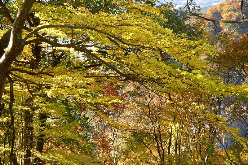 刈谷田川ダムから登る山へ / ikkoさんの長岡市 東エリアの活動データ | YAMAP / ヤマップ