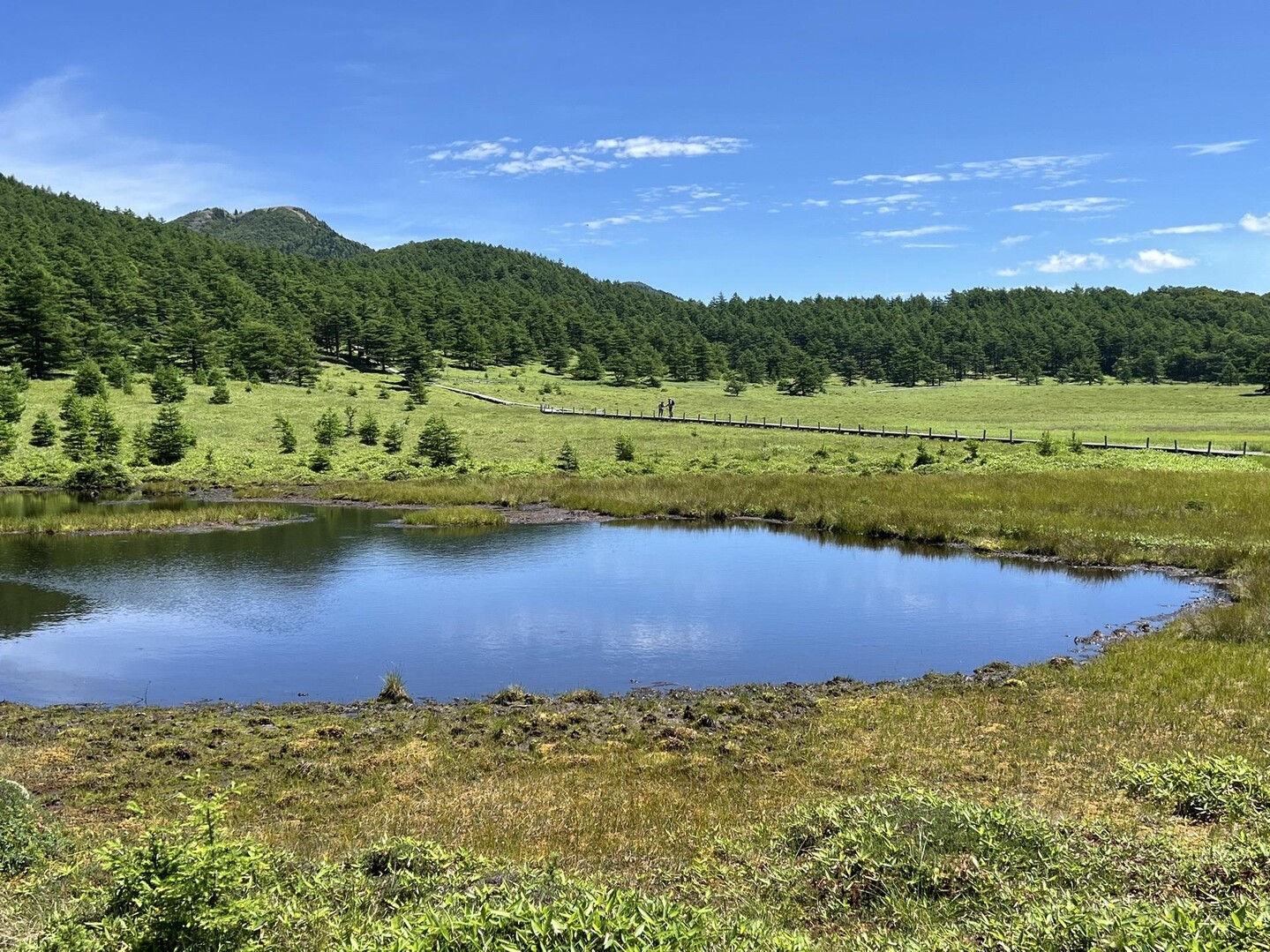 池の平湿原・ミヤマフタバラン🥀 / sinoさんさんの湯ノ丸山・角間山・鍋蓋山の活動日記 | YAMAP / ヤマップ