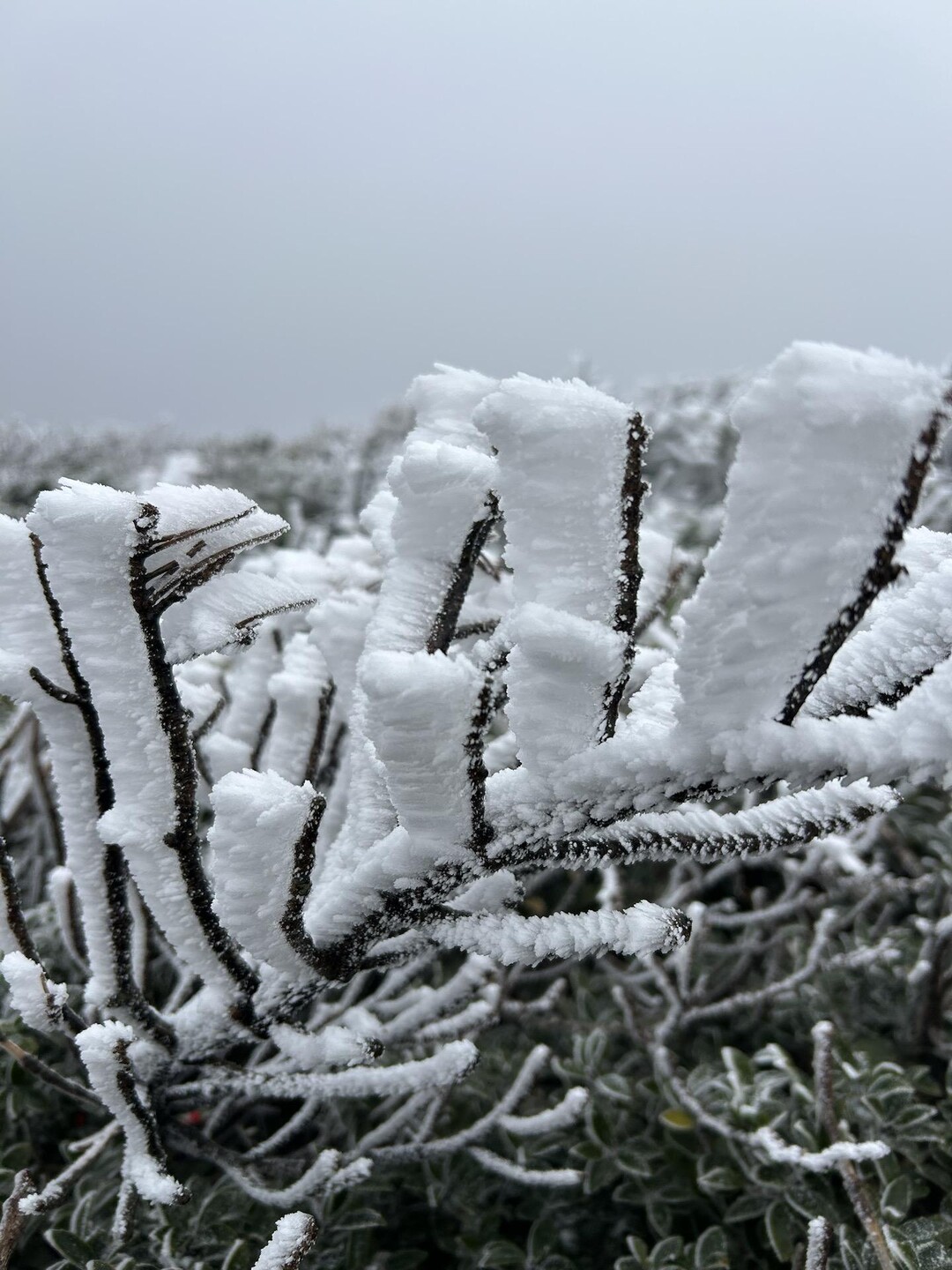 秣岳・栗駒山(須川岳) 極寒🥶 / Team AQAさんの栗駒山（須川岳）・秣岳・虚空蔵山の活動データ | YAMAP / ヤマップ