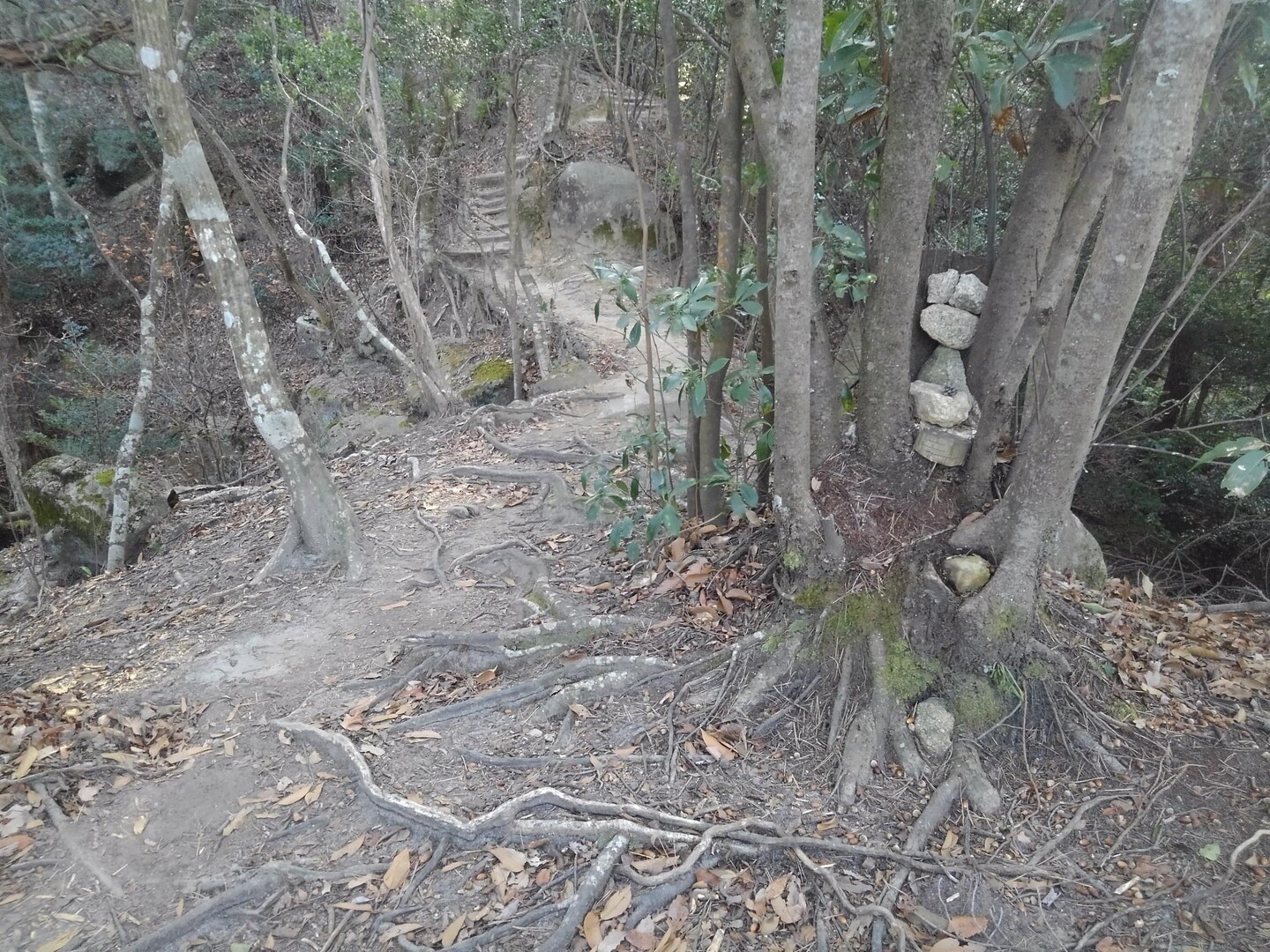 R5の三十四 登り納め猿投山 / nob3さんの猿投山・物見山の活動データ | YAMAP / ヤマップ