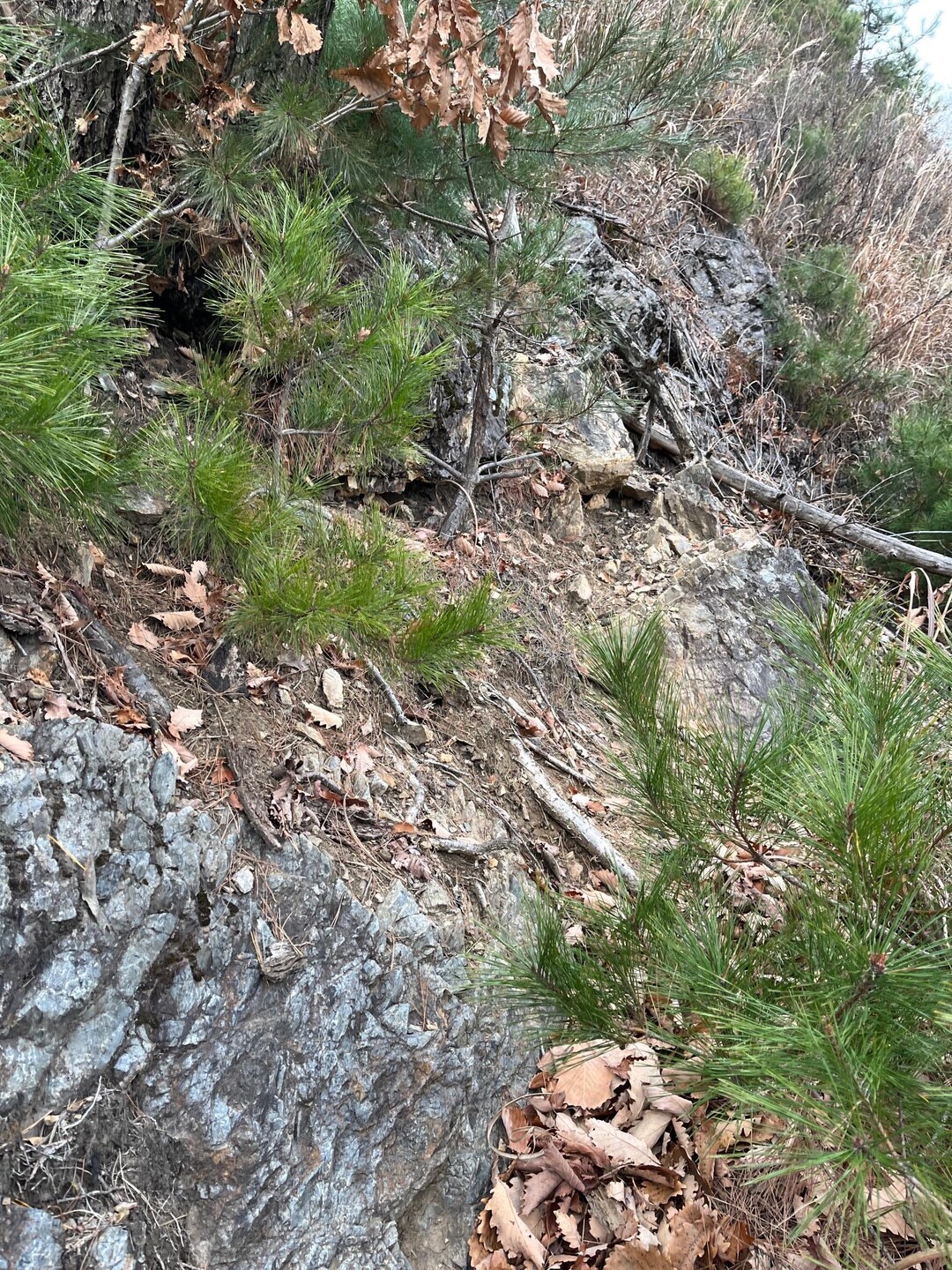 mskふぅさんの投稿したフィールドメモ | YAMAP / ヤマップ