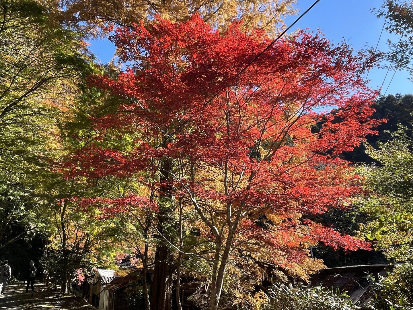 紅葉🍁を👀見に鳳来寺山へ / mattさんの宇連山・鳳来寺山・岩古谷山の活動データ | YAMAP / ヤマップ