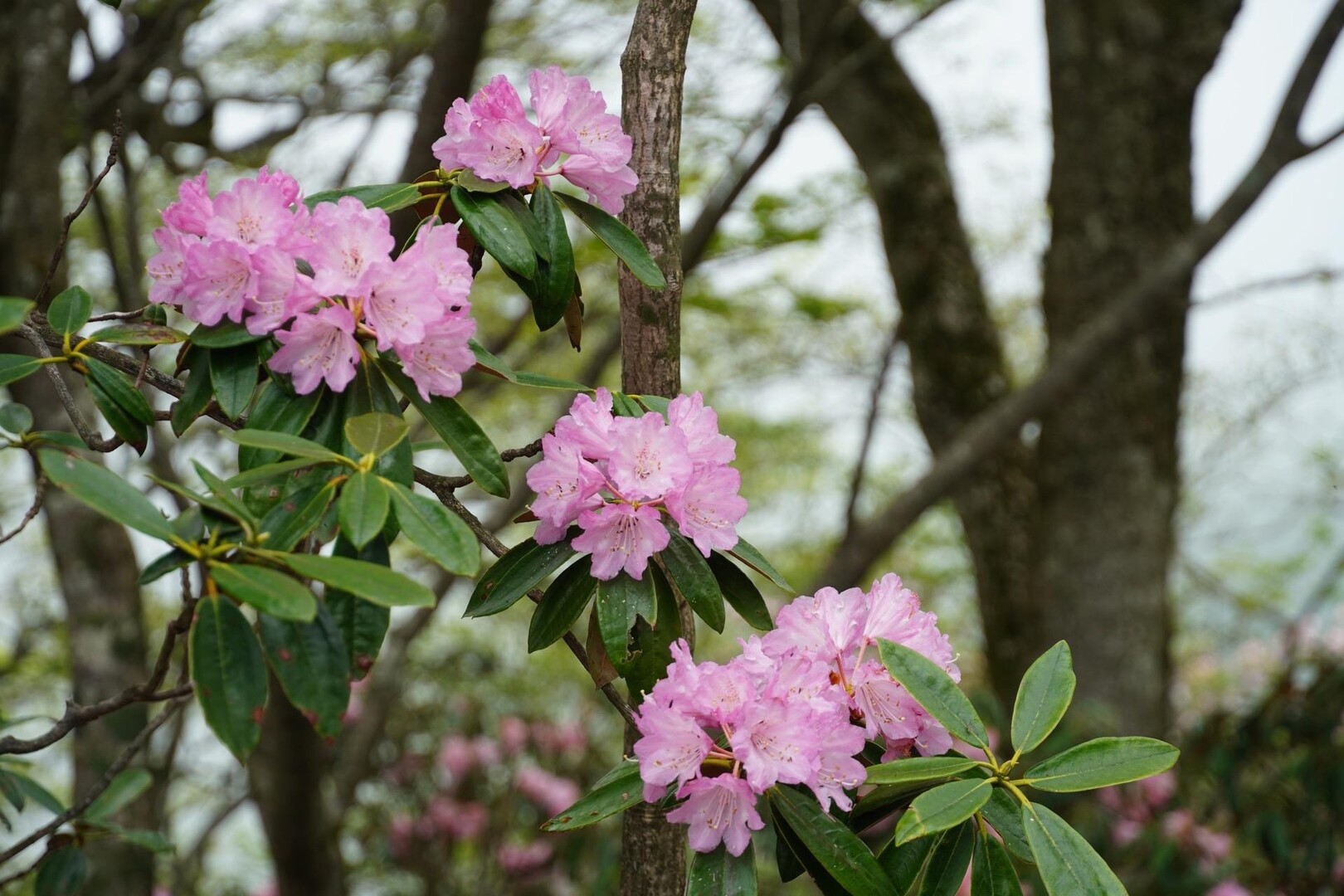 親父山・黒岳・三尖 / hirajunさんの祖母山の活動データ | YAMAP / ヤマップ