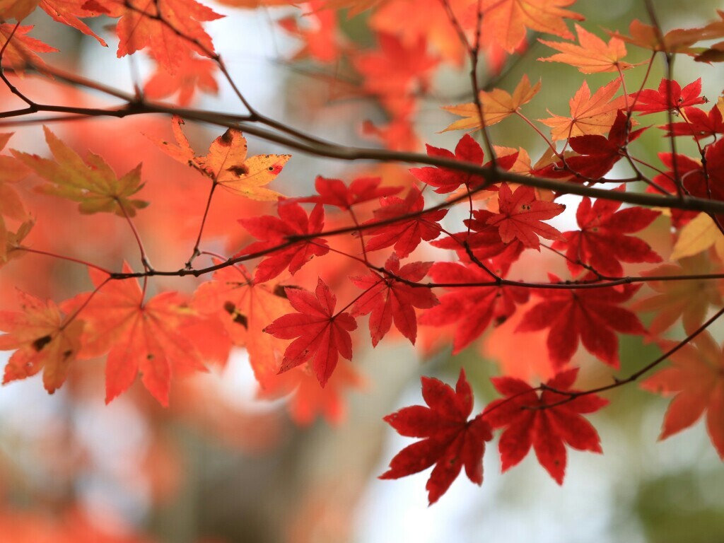 マゼノ渓谷紅葉フォトハイク。【阿蘇小国】 / ぴよりんさんの九重山（久住山）・大船山・星生山の活動データ | YAMAP / ヤマップ
