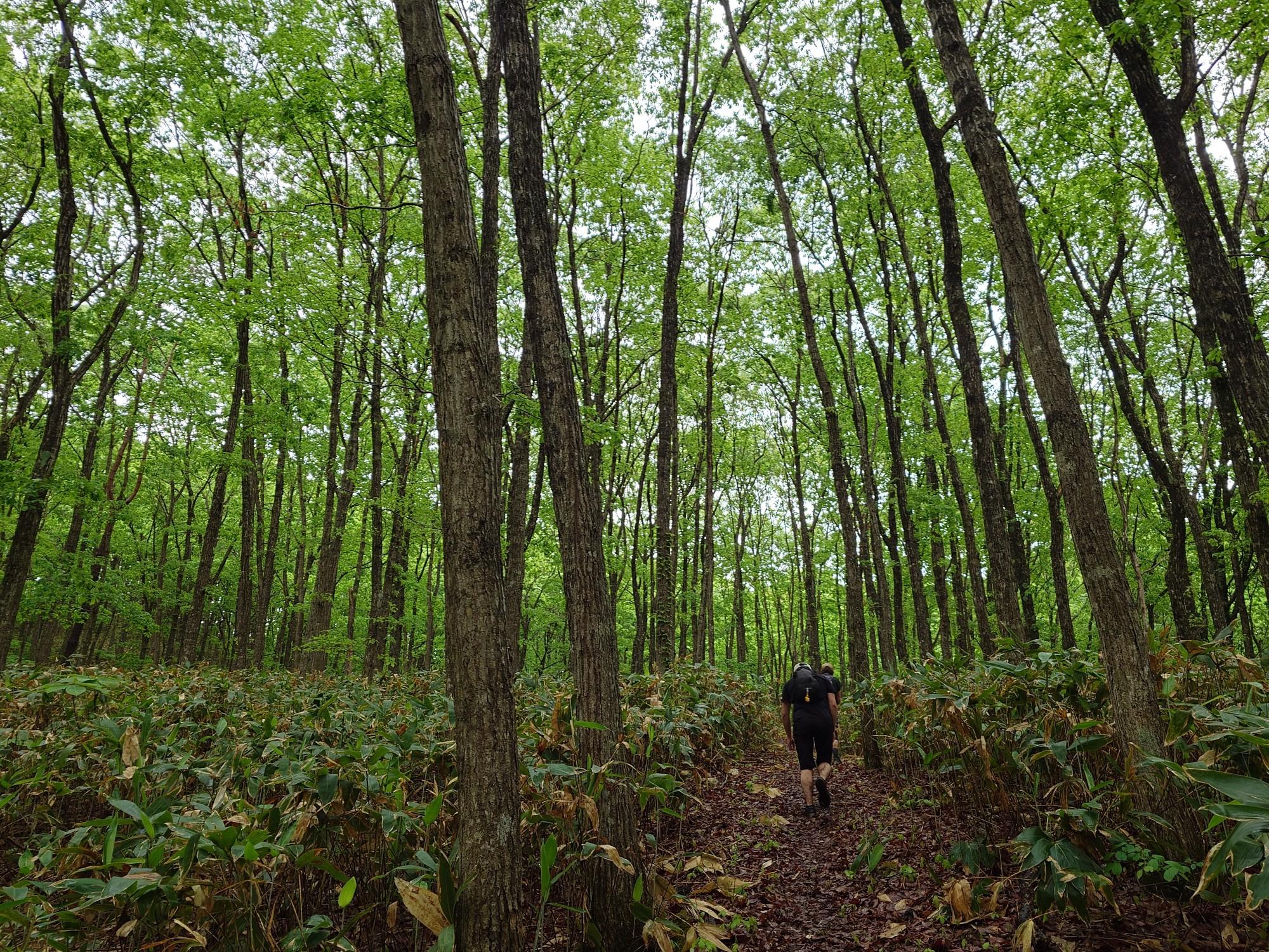 Mt.Nanashigure Round Trail / ゆりぺさんの七時雨山・田代山の活動データ | YAMAP / ヤマップ
