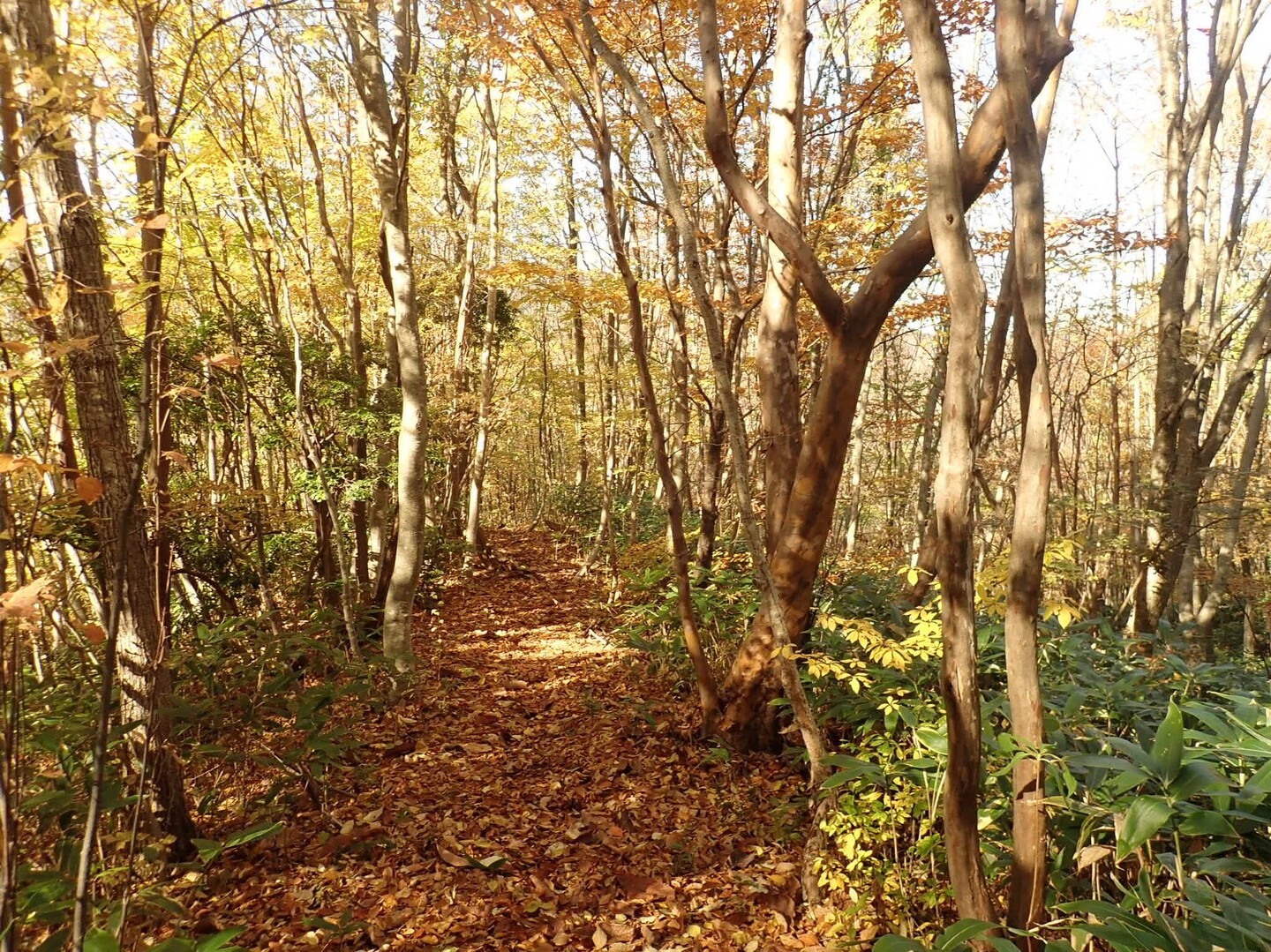 恐羅漢～十方山 / moriさんの恐羅漢山の活動データ | YAMAP / ヤマップ