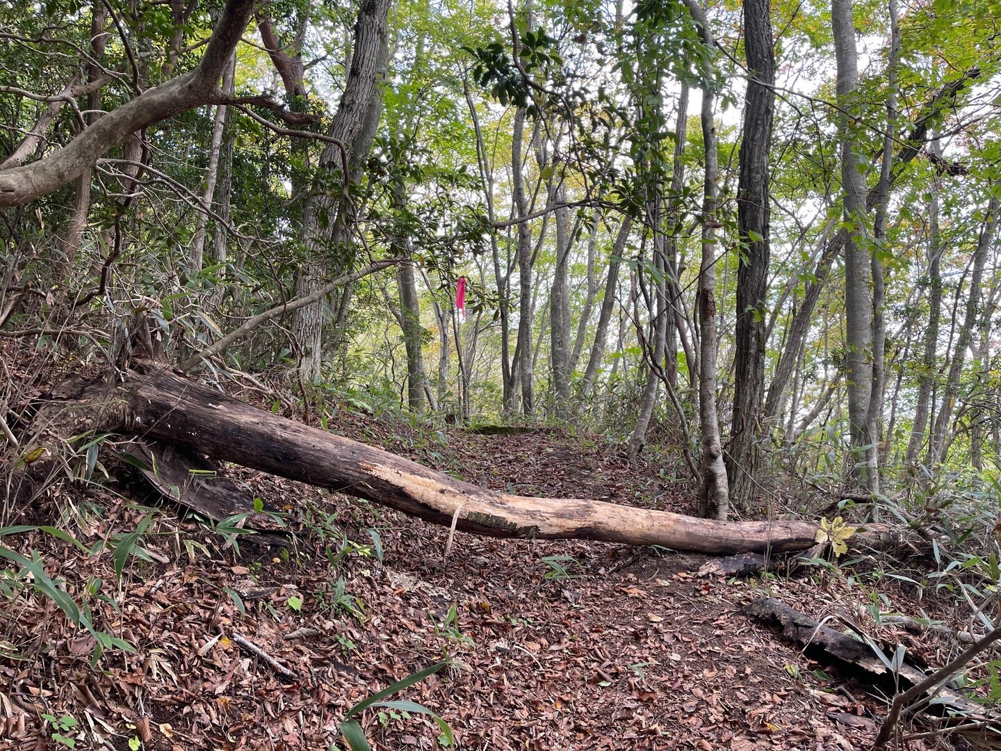 eeeeeeiichi さんの投稿したフィールドメモ | YAMAP / ヤマップ