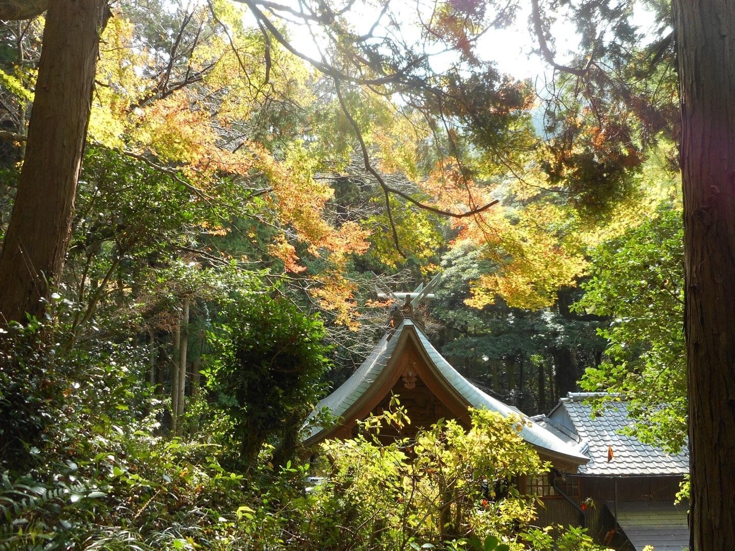 権現山の🍁も終わりかな！ / カブちゃんさんのモーメント | YAMAP / ヤマップ