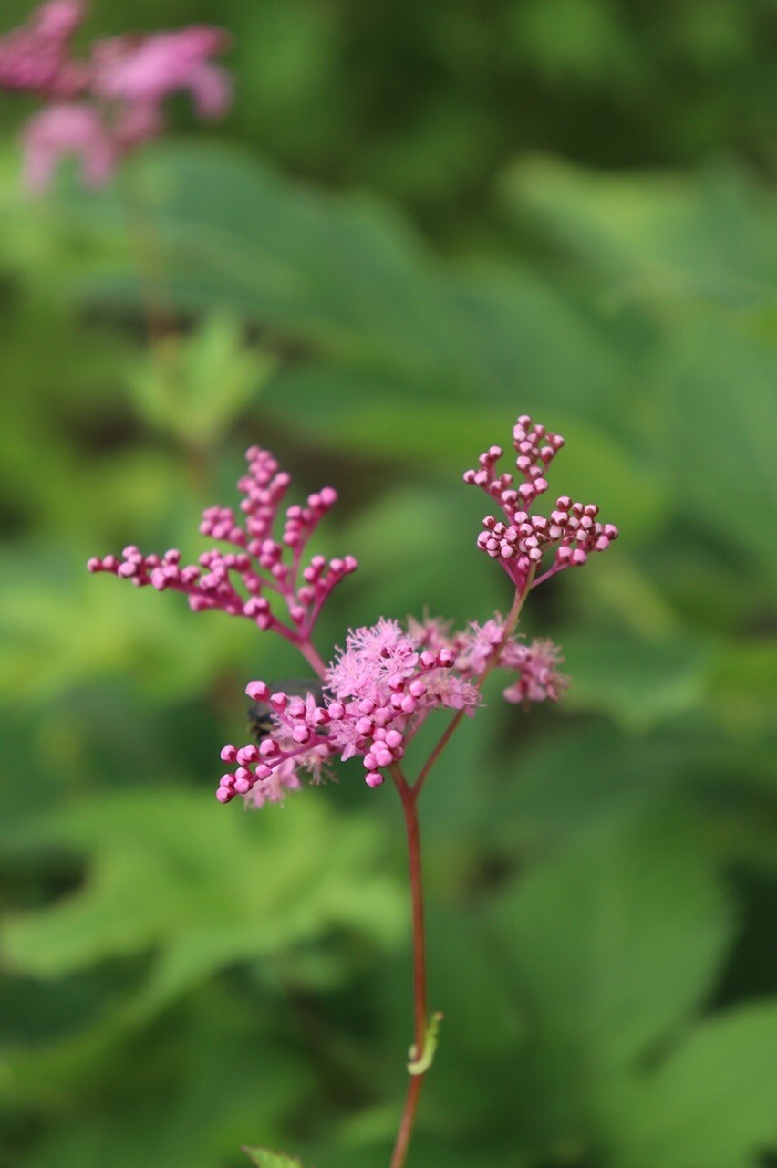 伊吹山麓にて7/9 シモツケソウ ゲンノ... / hideさんのモーメント | YAMAP / ヤマップ