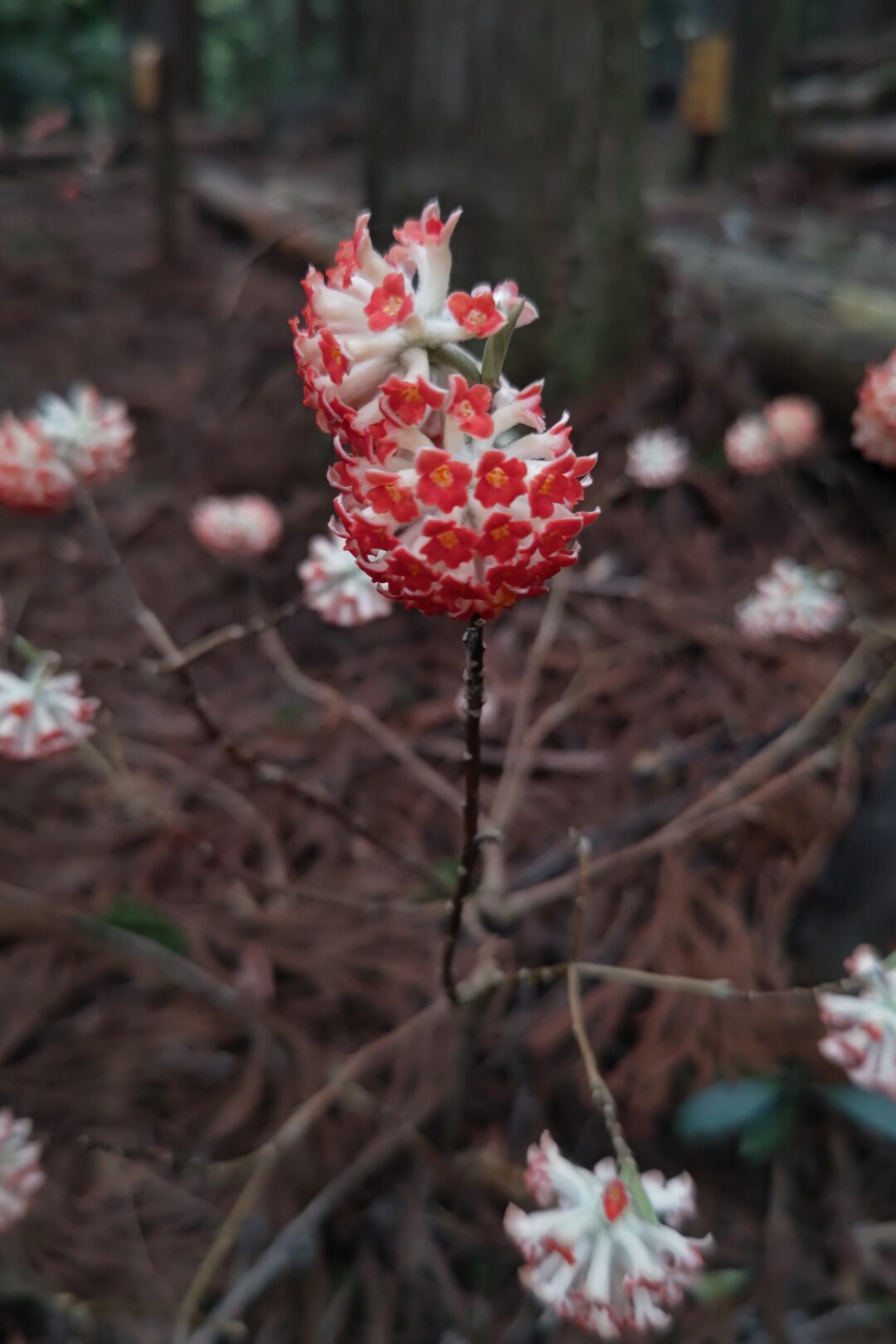 赤いミツマタがあるって…… ほんなら…見... / cocataさんのモーメント | YAMAP / ヤマップ