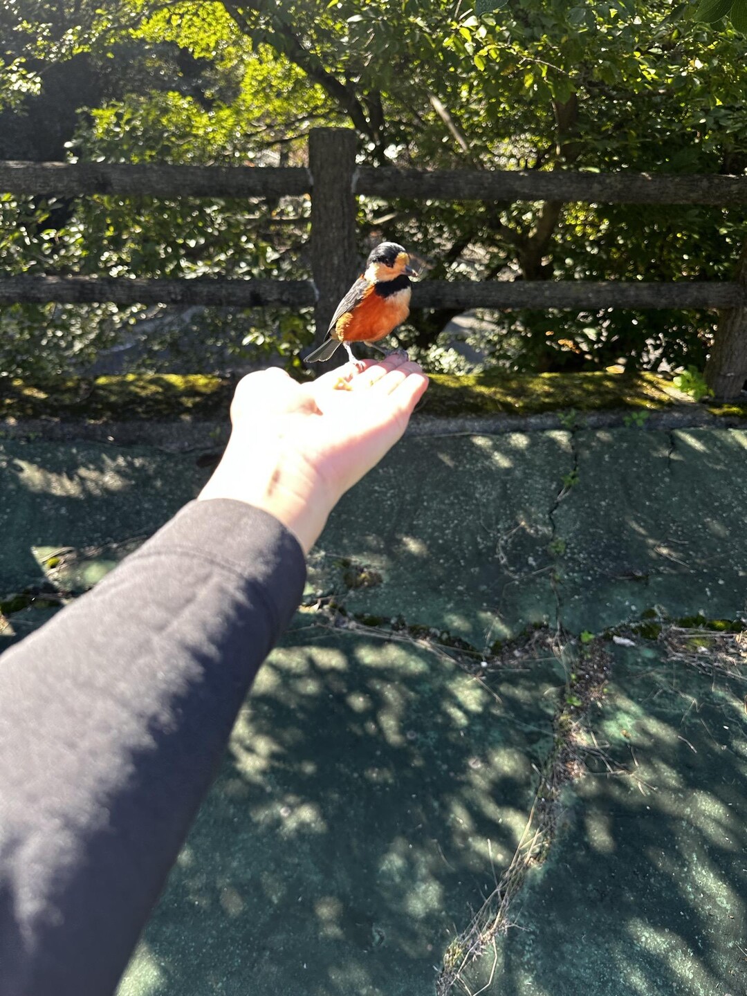 増位山⛰️弥高山⛰️広嶺山⛰️ / ︎chika ︎さんの増位山・弥高山の活動データ | YAMAP / ヤマップ