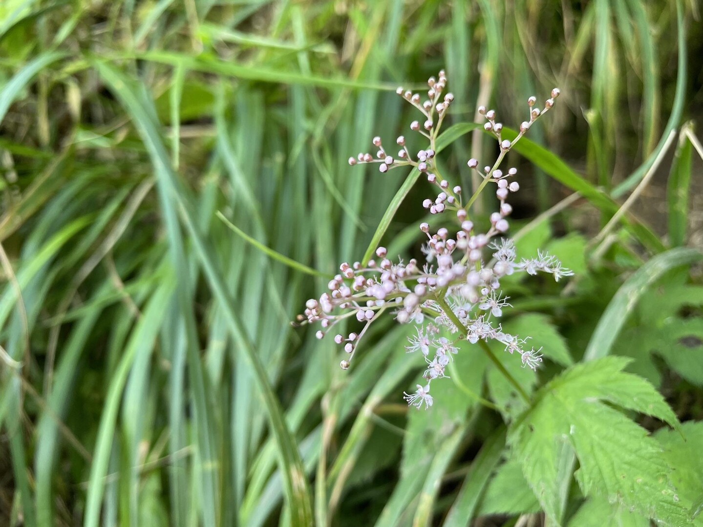 能郷白山 / ai nknkさんの能郷白山の活動データ | YAMAP / ヤマップ