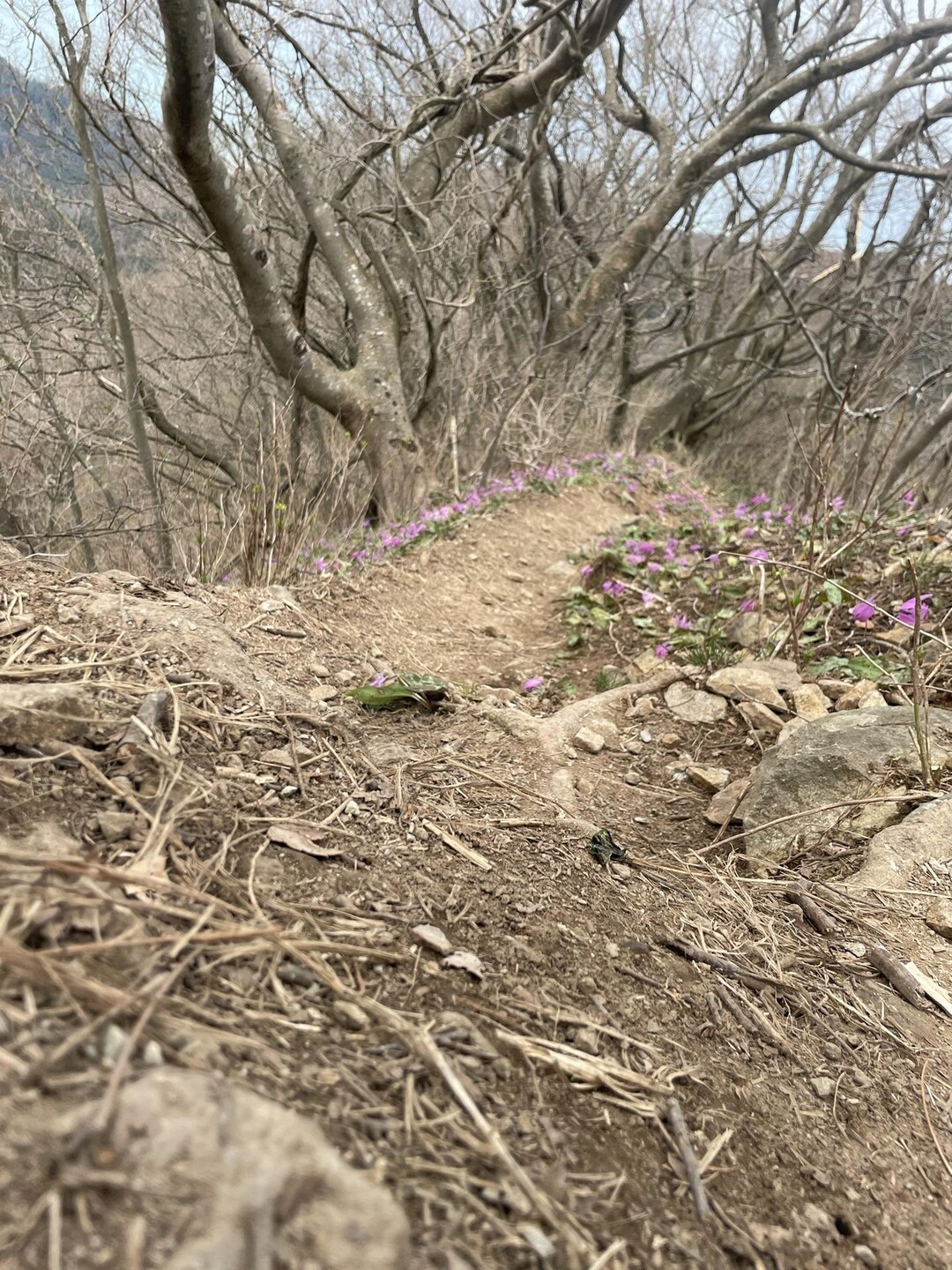 角田山トレイルランニング / tkhsh.ktさんの角田山の活動データ | YAMAP / ヤマップ