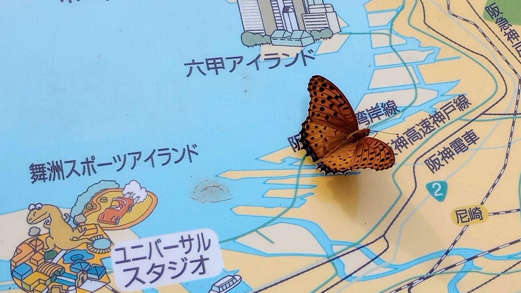 コンビ再始動😁 / emiyさんの生駒山・神津嶽・大原山の活動データ | YAMAP / ヤマップ