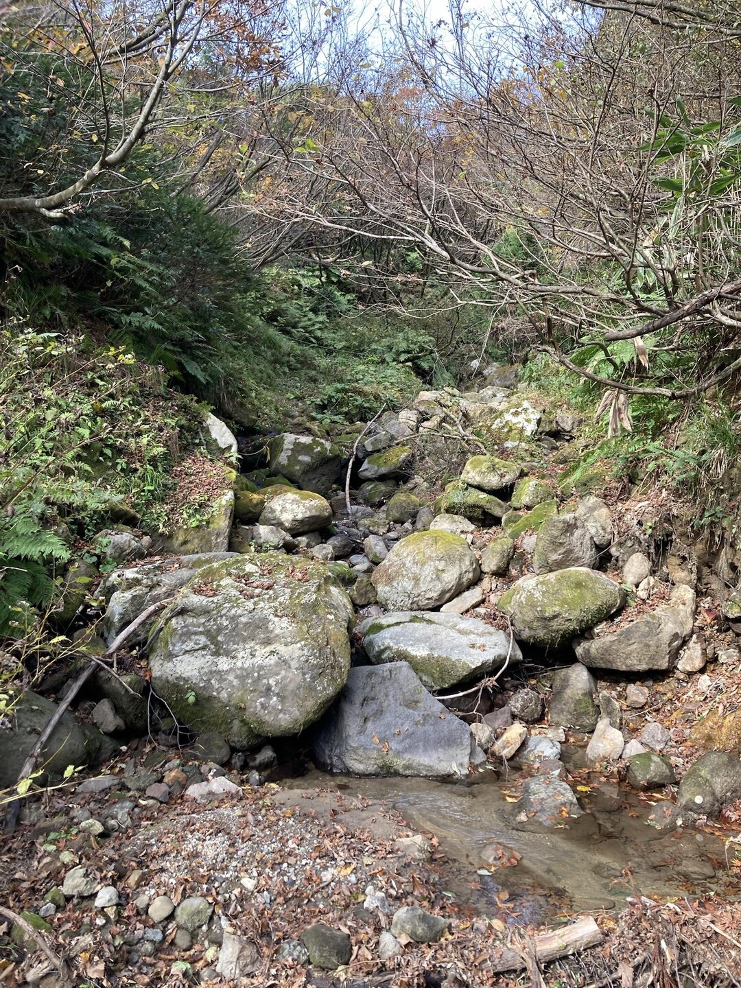 越前大日山（越前甲） / ポエム 歩笑さんの大日山・越前大日山（越前甲）・鈴ヶ岳の活動データ | YAMAP / ヤマップ