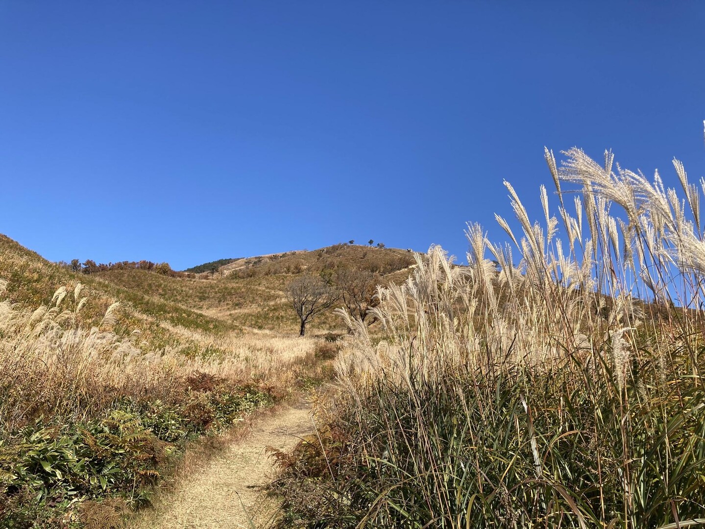 深入山 / fumiconさんの深入山の活動データ | YAMAP / ヤマップ