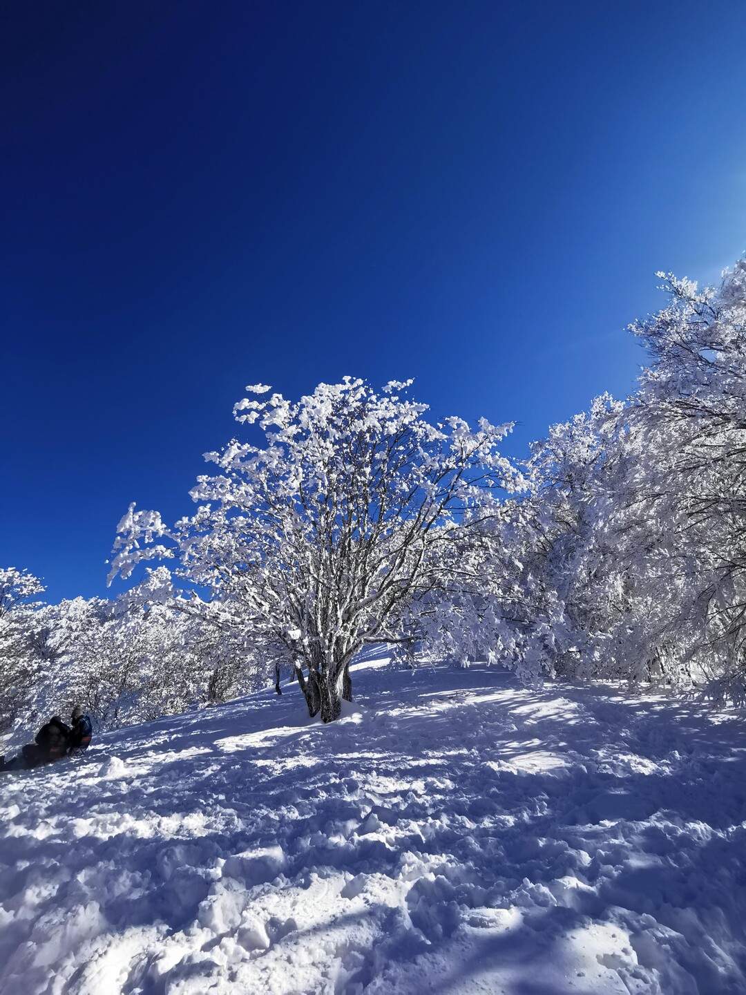 群青の空から天女は舞い降りる / orangeさんの八経ヶ岳の活動データ | YAMAP / ヤマップ
