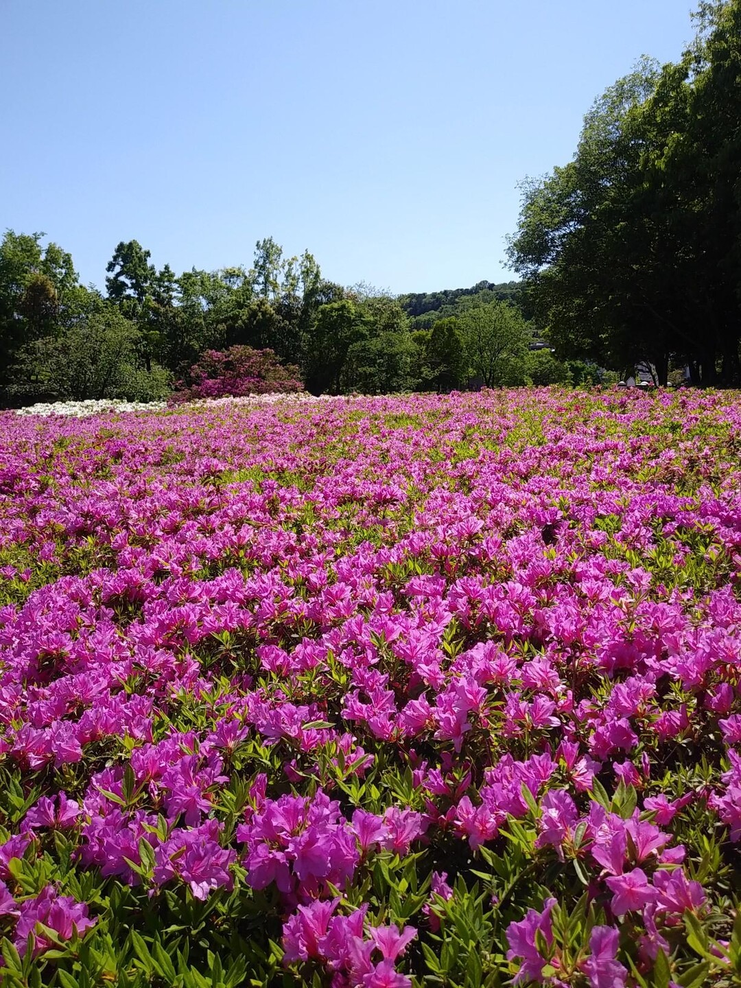 厚木 つつじヶ丘公園 4月27日現在開花... / ヘリオンさんのモーメント | YAMAP / ヤマップ