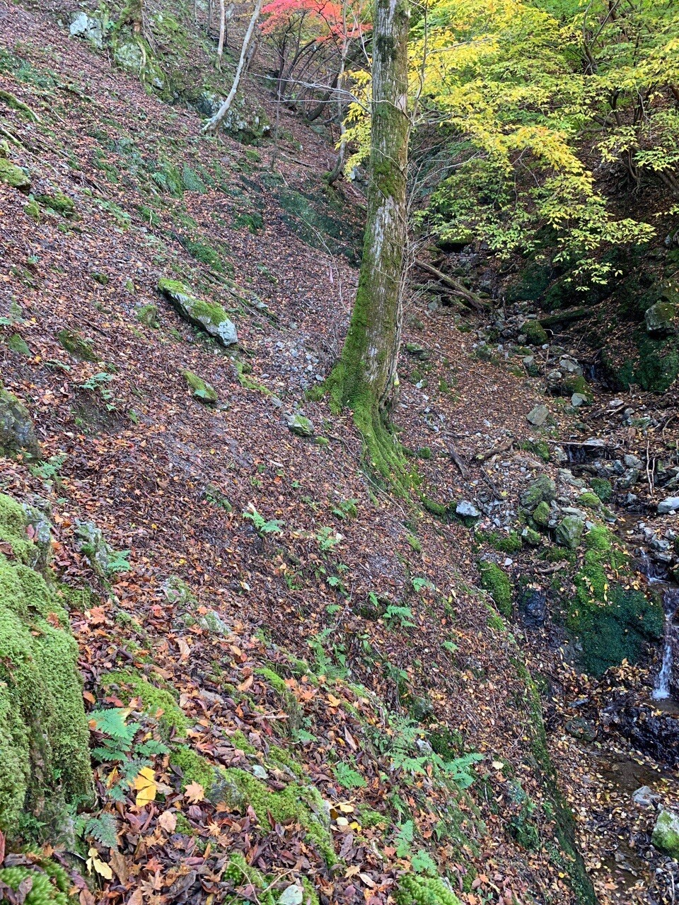 podoryさんの投稿したフィールドメモ | YAMAP / ヤマップ