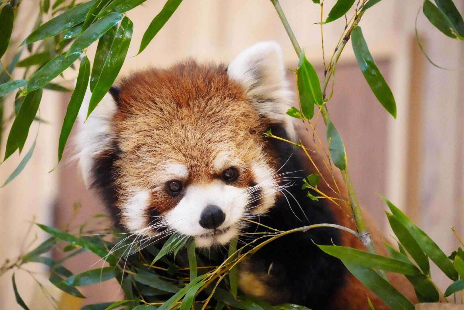 アヅマ×2本 &女吾妻+動物園 累積標高90万m / ta2さんの鳴神山・吾妻山の活動データ | YAMAP / ヤマップ