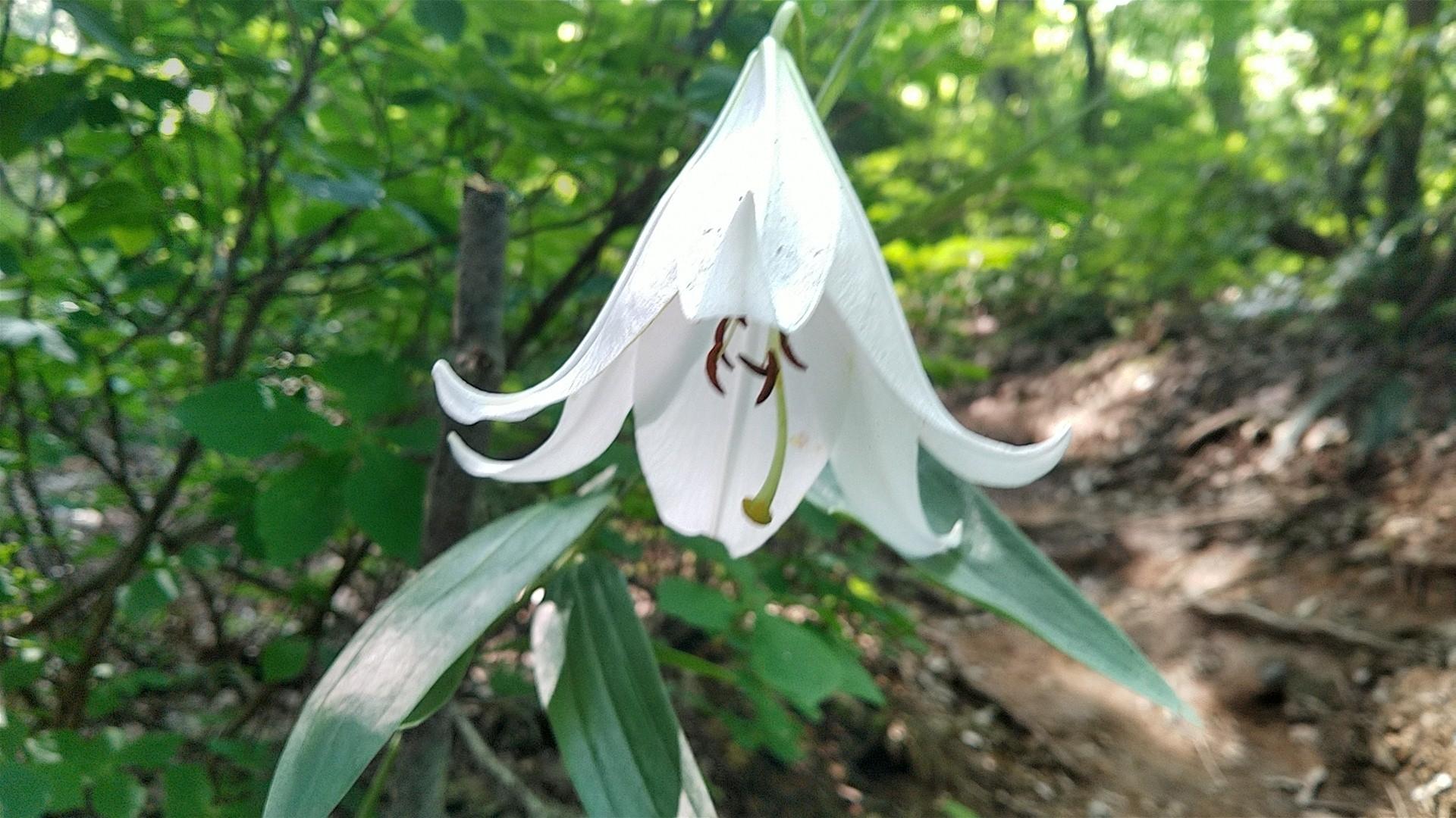 文殊山 二上コース / HIRO 2020さんの文殊山の活動データ | YAMAP / ヤマップ