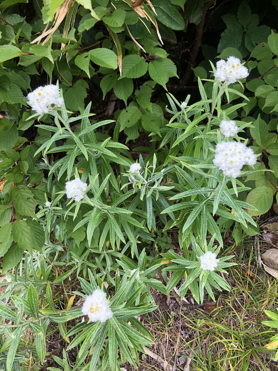 岩手山・八幡平・安比高原のお花たち🌼... / kinchanさんのモーメント | YAMAP / ヤマップ