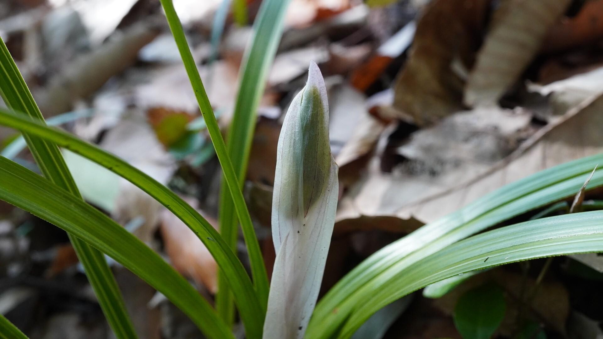 嶽山 朝の山歩 R6-18 / Zatoさんの嶽山・若山・四熊ヶ岳の活動データ | YAMAP / ヤマップ