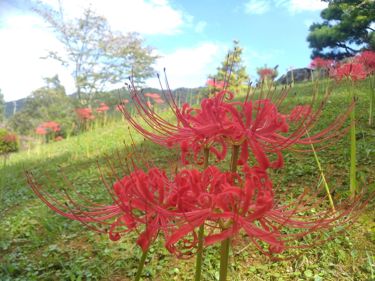 倶利古曽山・武衛山 / opal糸さんの武衛山の活動日記 | YAMAP / ヤマップ