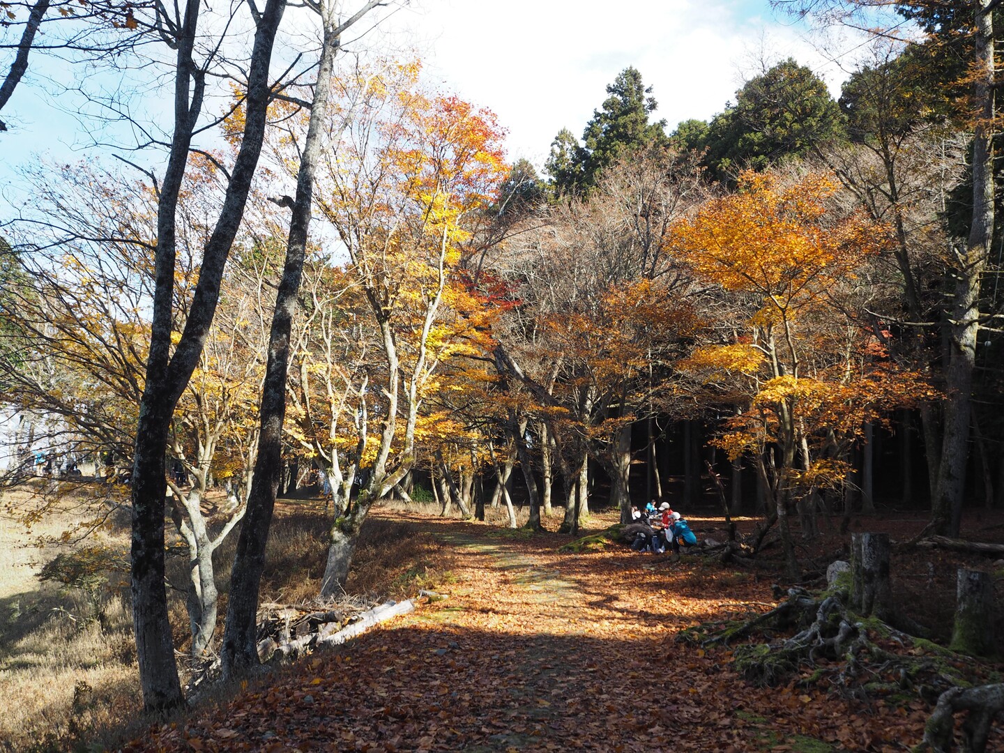 比叡山（狸谷～ケーブル駅～八瀬） / mokaさんの京都一周トレイルの活動データ | YAMAP / ヤマップ
