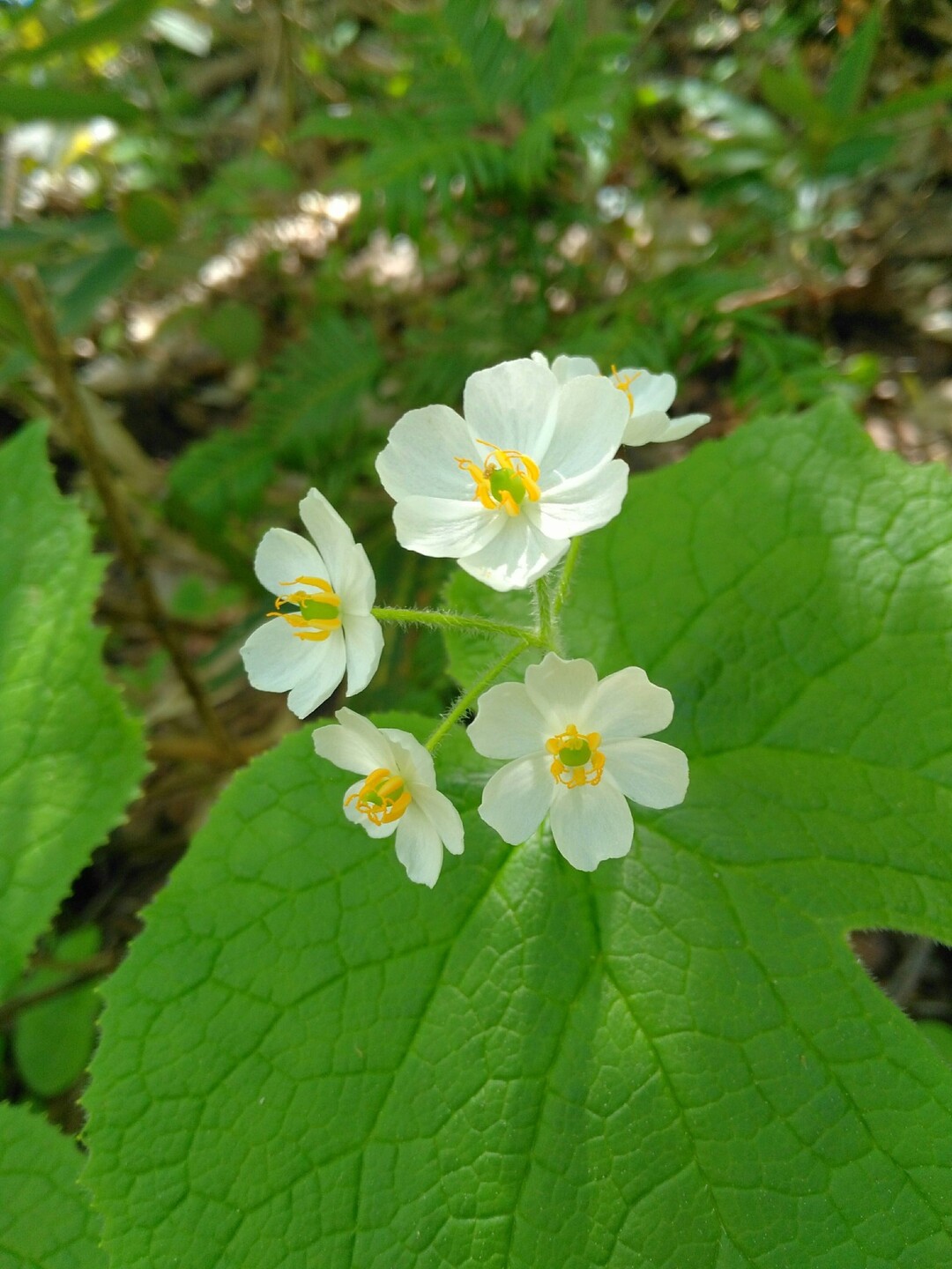 cocoaのページ | YAMAP / ヤマップ