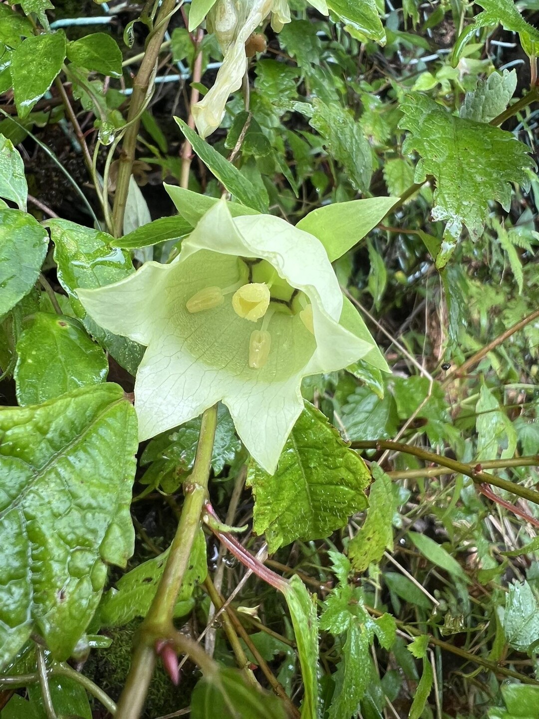 矢立山・鰐塚山 / Ko-zyさんの鰐塚山の活動データ | YAMAP / ヤマップ