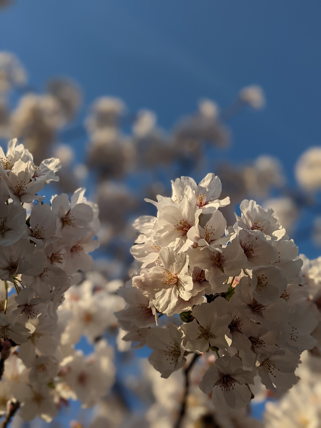 桜綺麗だった🌸 / Reiko (ニャッキ🐛)さんのモーメント | YAMAP / ヤマップ