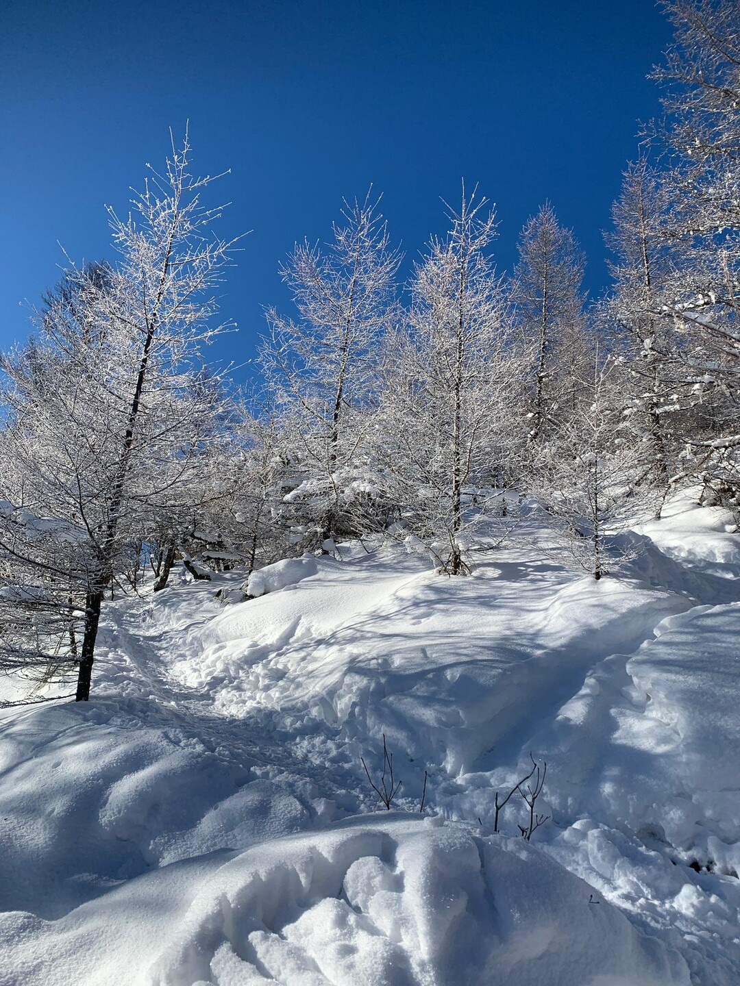 入笠山でスノーハイク ️ / harumiさんの入笠山の活動データ | YAMAP / ヤマップ