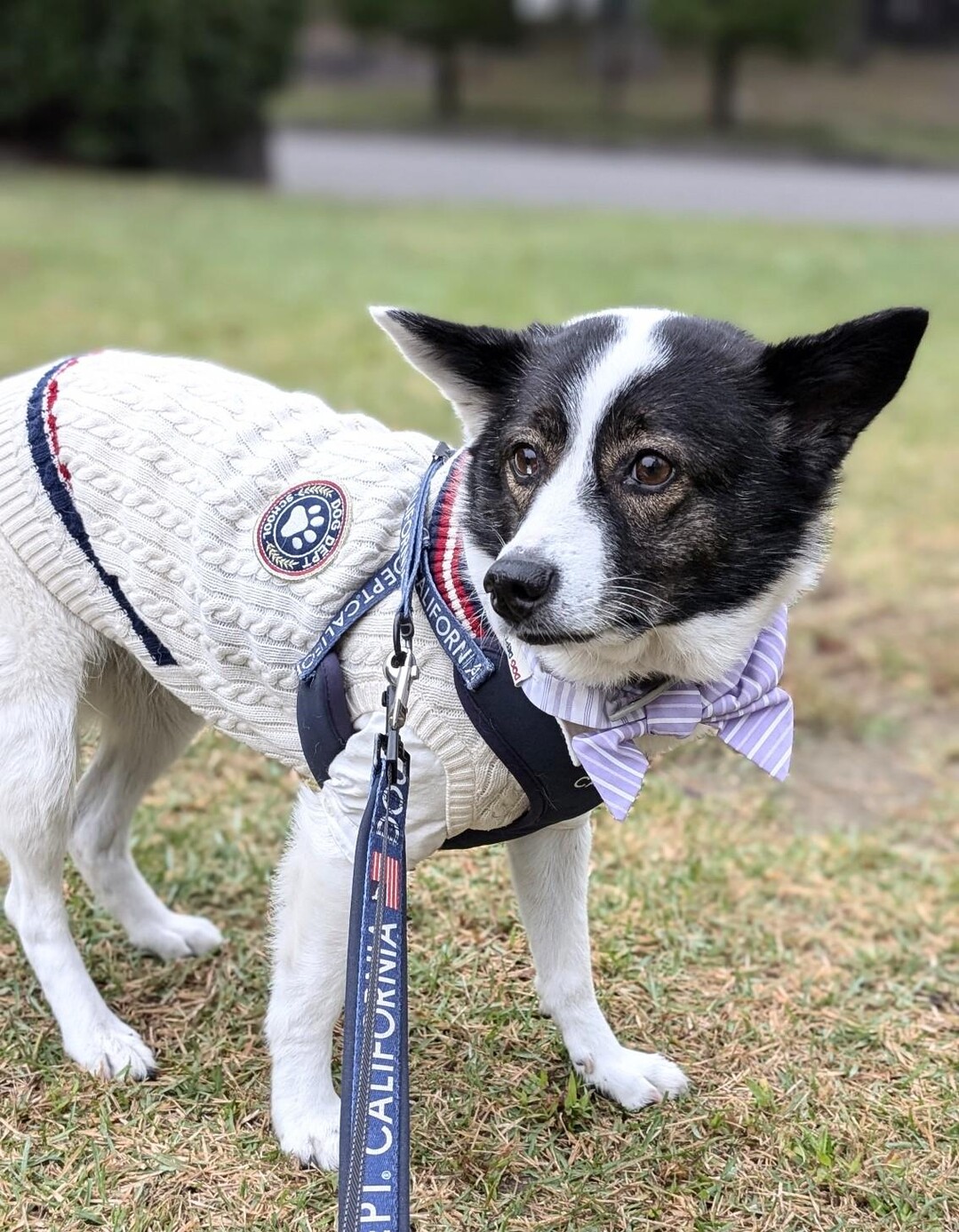 Dog morning 🕗️ 曇って... / もみじ🐺 & パパ😎さんのモーメント | YAMAP / ヤマップ