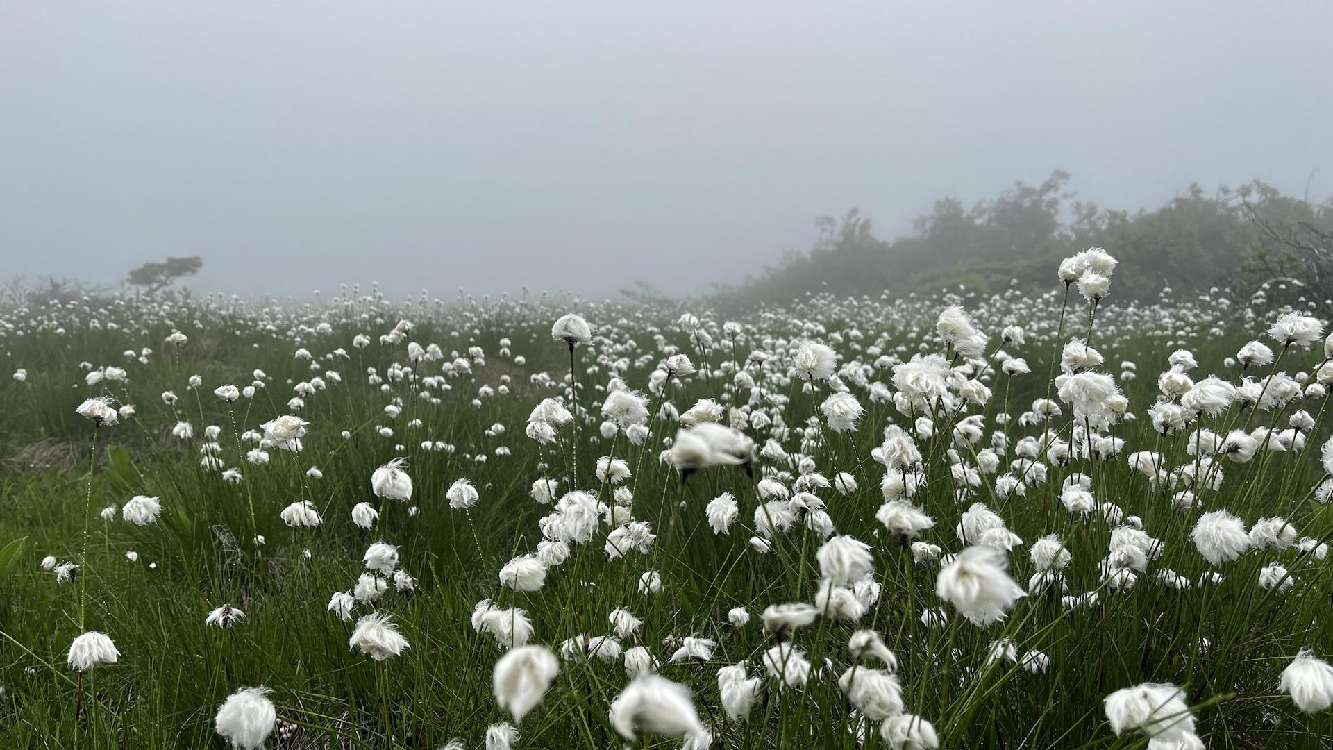 天空のワタスゲを見に！田代山 / akioさんの田代山・帝釈山の活動データ | YAMAP / ヤマップ