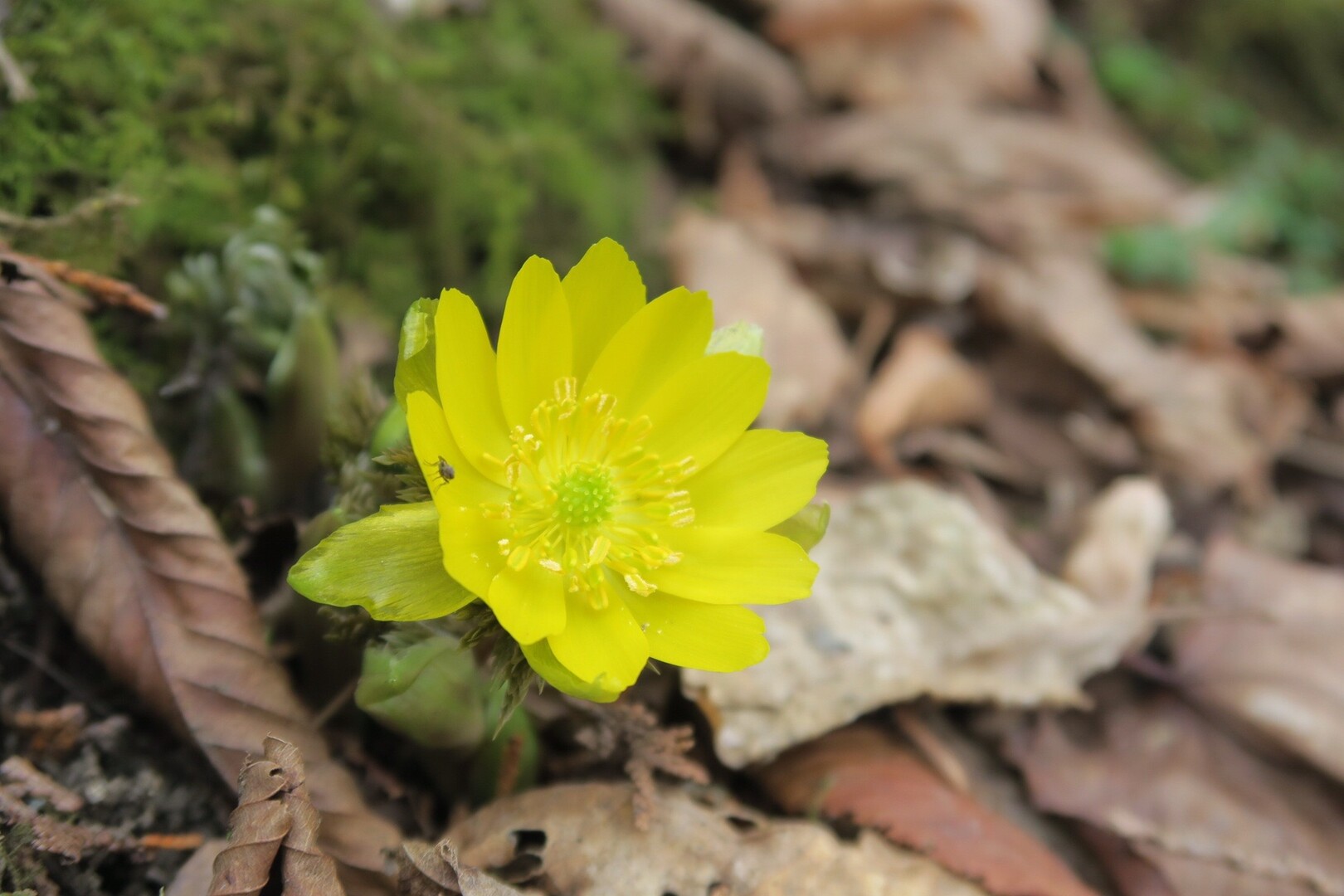 はじめまして、藤原岳 / mh_trskさんの藤原岳・御池岳の活動日記 | YAMAP / ヤマップ