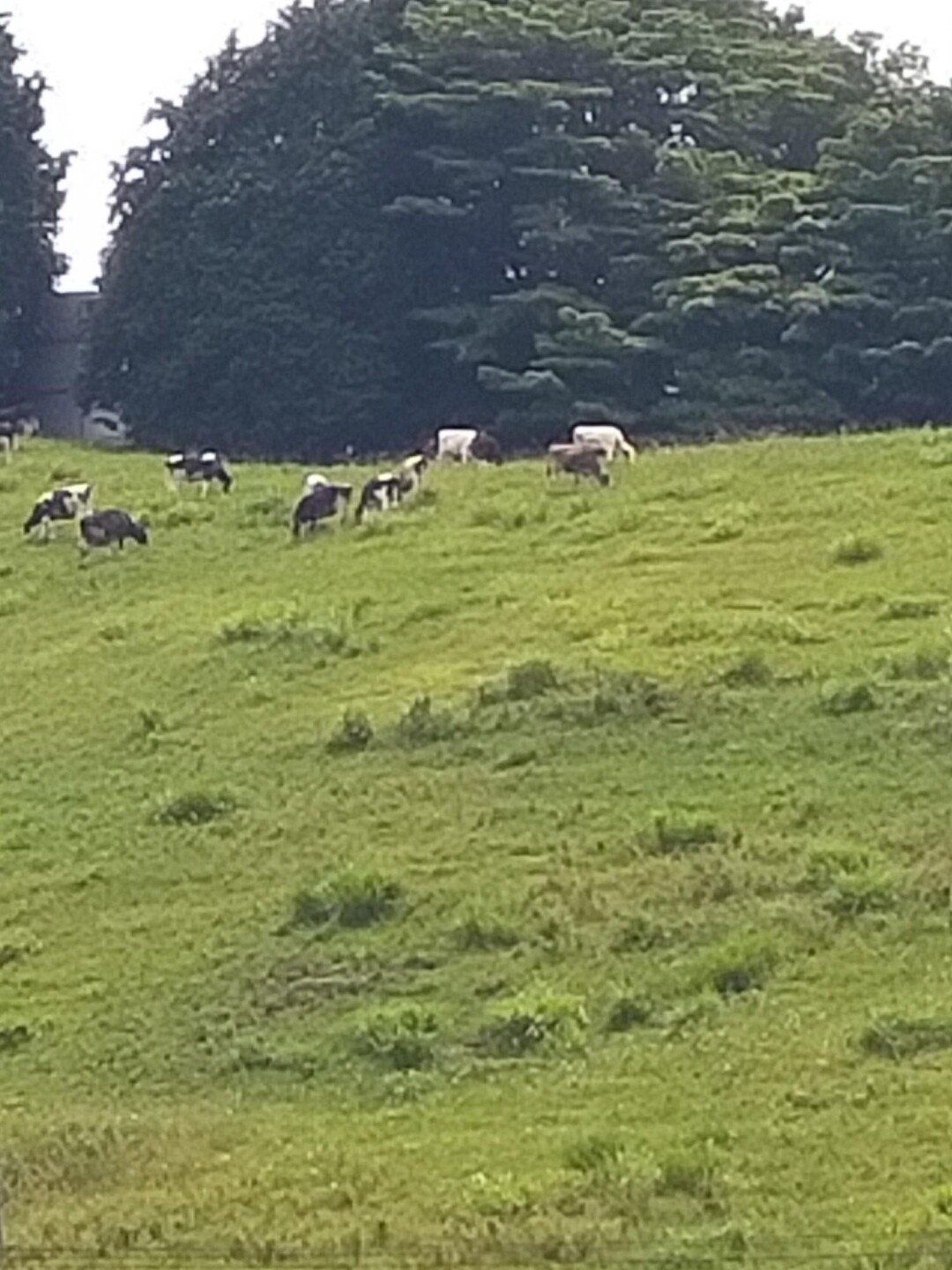 関東ふれあいの道 埼玉13 高原牧場を通るみち / omasa さんの宝登山・長瀞アルプス・不動山・陣見山・鐘撞堂山の活動データ | YAMAP / ヤマップ