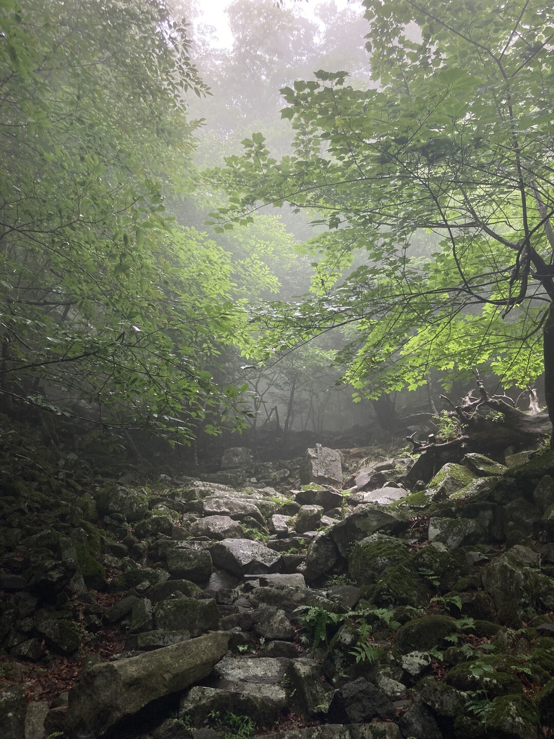 英彦山(南岳~中岳~北岳~望雲台) 縦走⛰🏃‍♂️💨 / ryu_ich1さんの英彦山の活動データ | YAMAP / ヤマップ