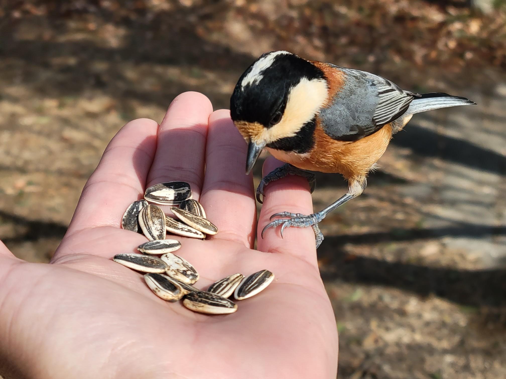 蔵王山の手乗りヤマガラ You Tube... / NOMさんのモーメント | YAMAP / ヤマップ