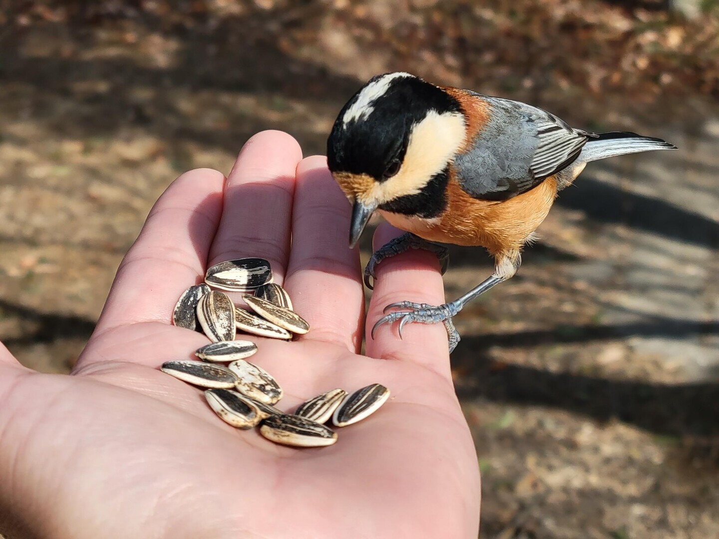 蔵王山の手乗りヤマガラ You Tube... / NOMさんのモーメント | YAMAP / ヤマップ