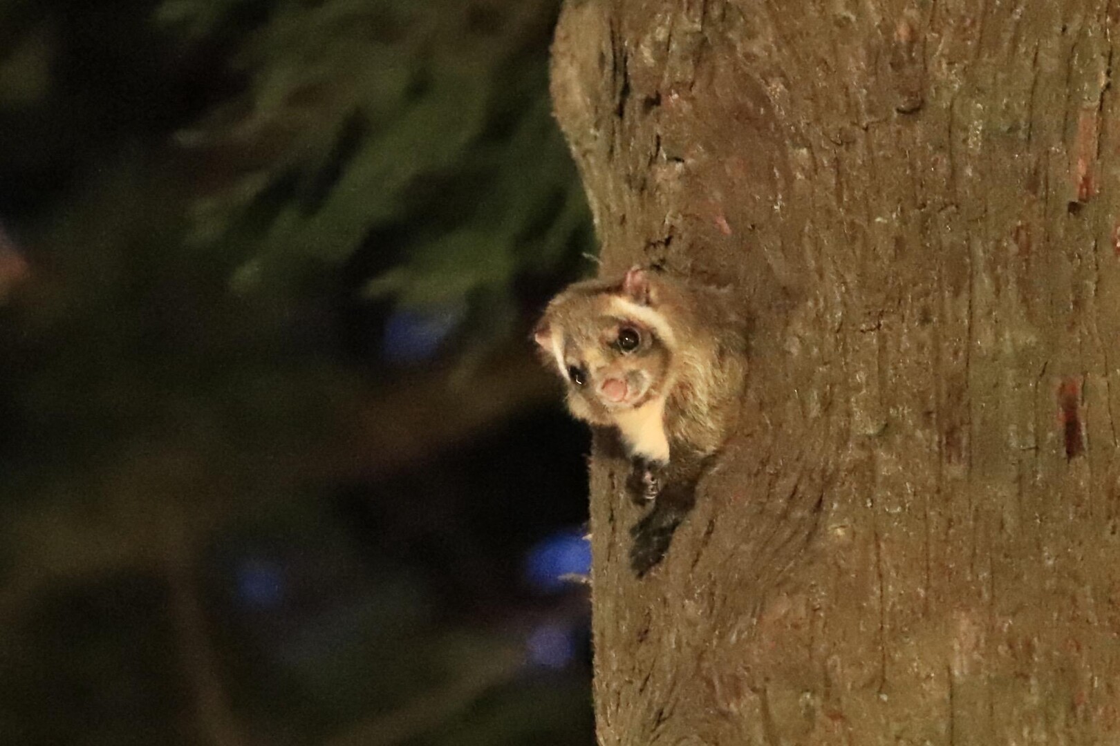 🐹カロ活&初日の出☀️鹿狼山2025.1.1 / shivaさんの鹿狼山の活動データ | YAMAP / ヤマップ