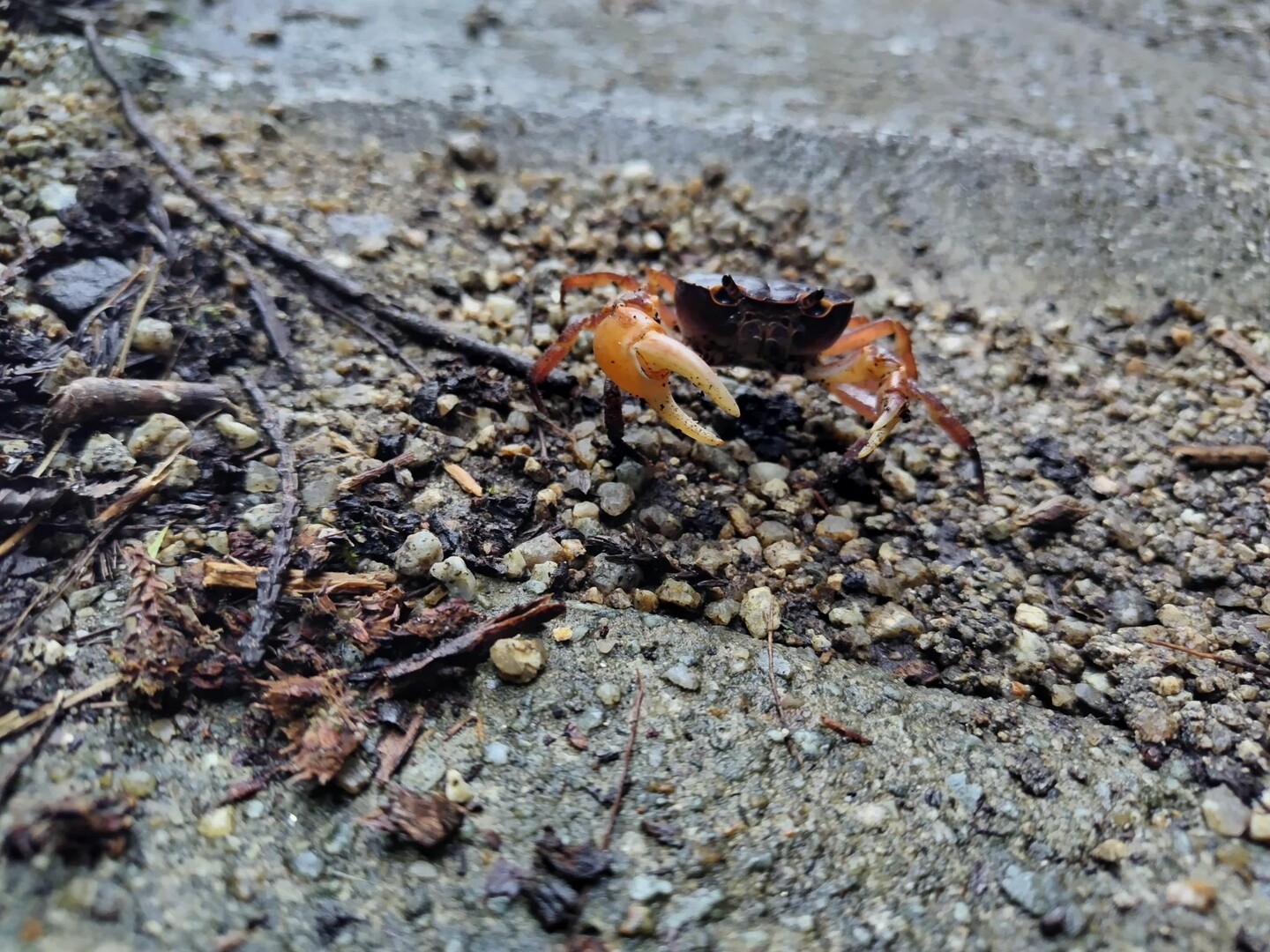 金剛山 カトラ谷⤴本道⤵ / PAGUさんの葛城修験エリアマップ（金剛山周辺）の活動データ | YAMAP / ヤマップ